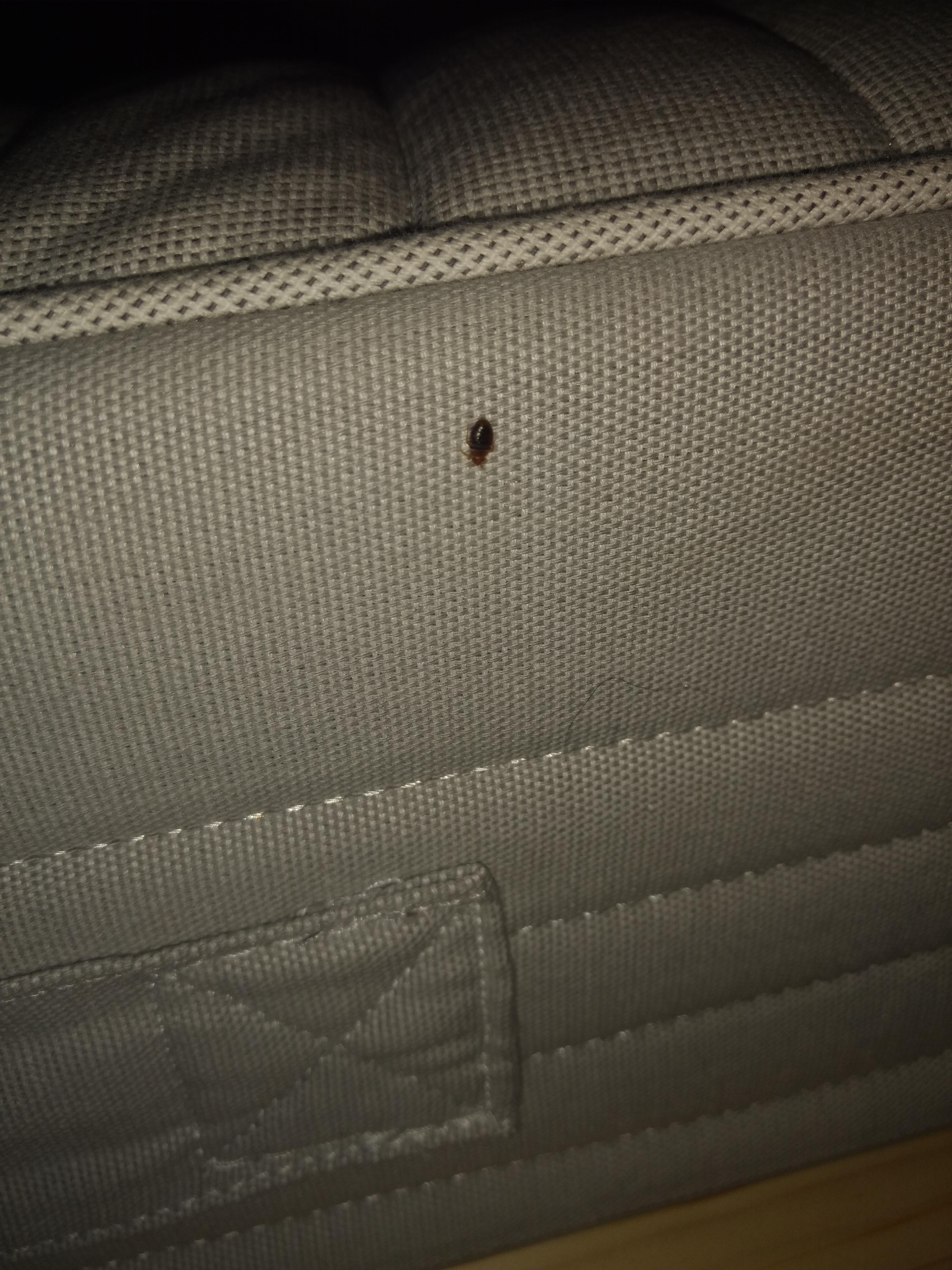 Bed bug? | Scrolller