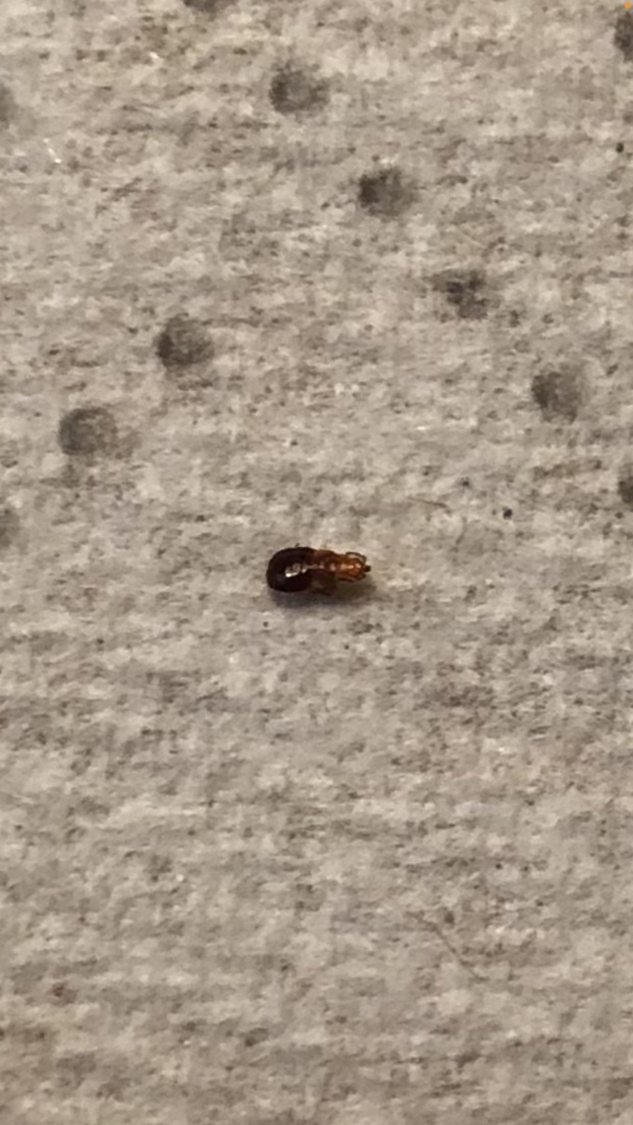 Bedbug in my dorm? | Scrolller