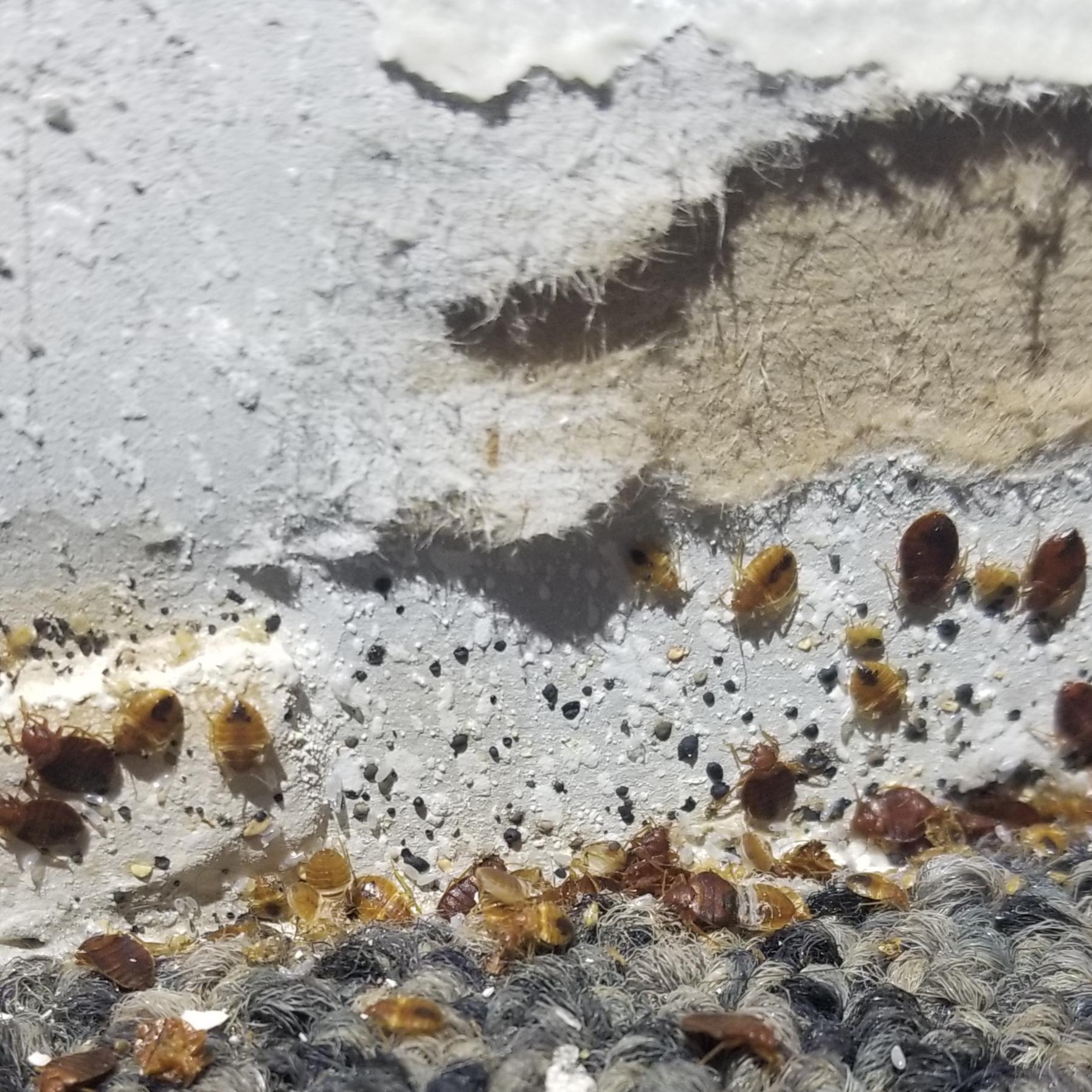 Bedbugs under coat base. (Details in comments). | Scrolller