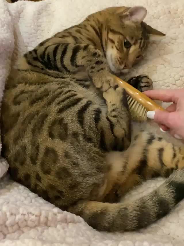 Bedtime Bengal Brushing | Scrolller