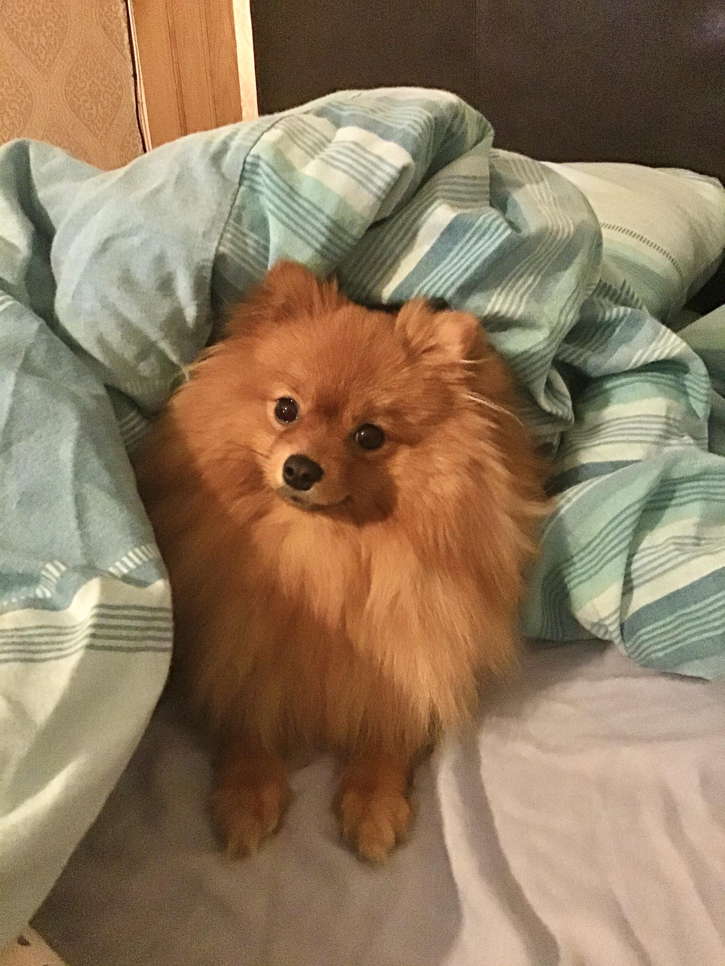 Bedtime Mommy Scrolller