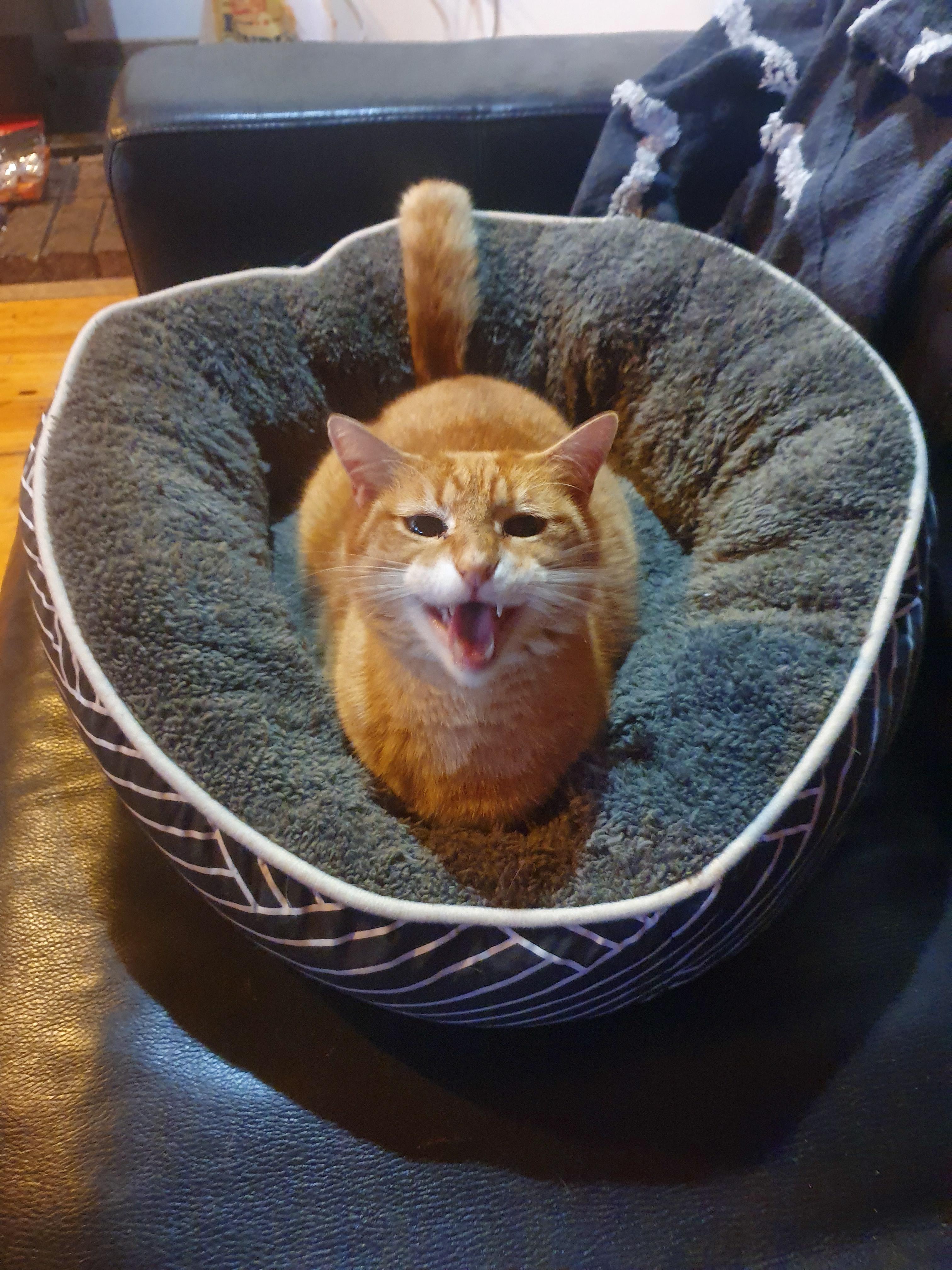 Bedtime Screams Scrolller