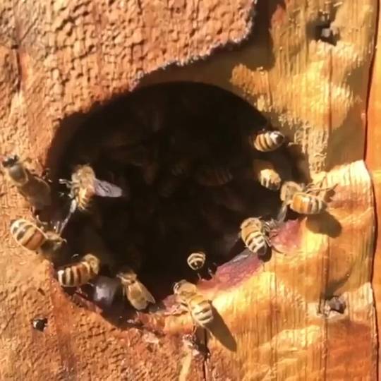Bees spit and flap their wings creating evaporative air conditioning to keep the hive cool ...