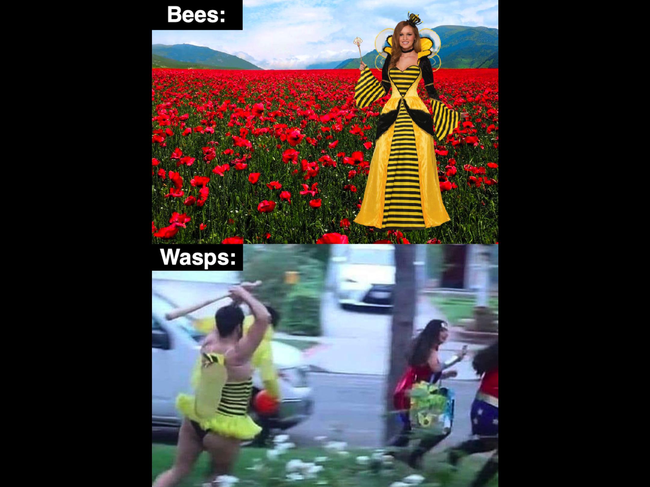 Bees vs Wasps | Scrolller