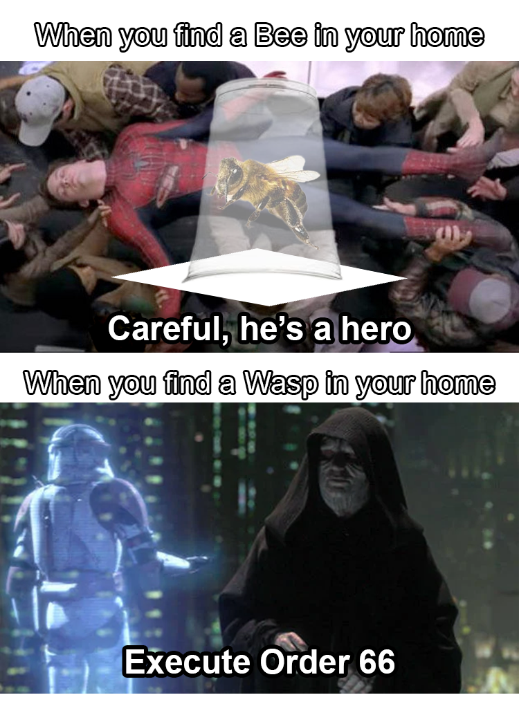 Bees vs Wasps | Scrolller