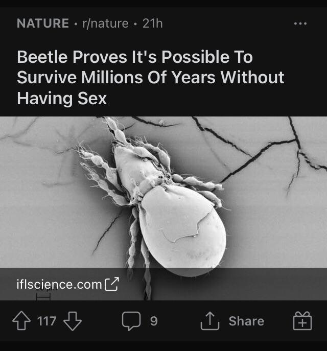 Beetle becomes the ultimate neckbeard | Scrolller