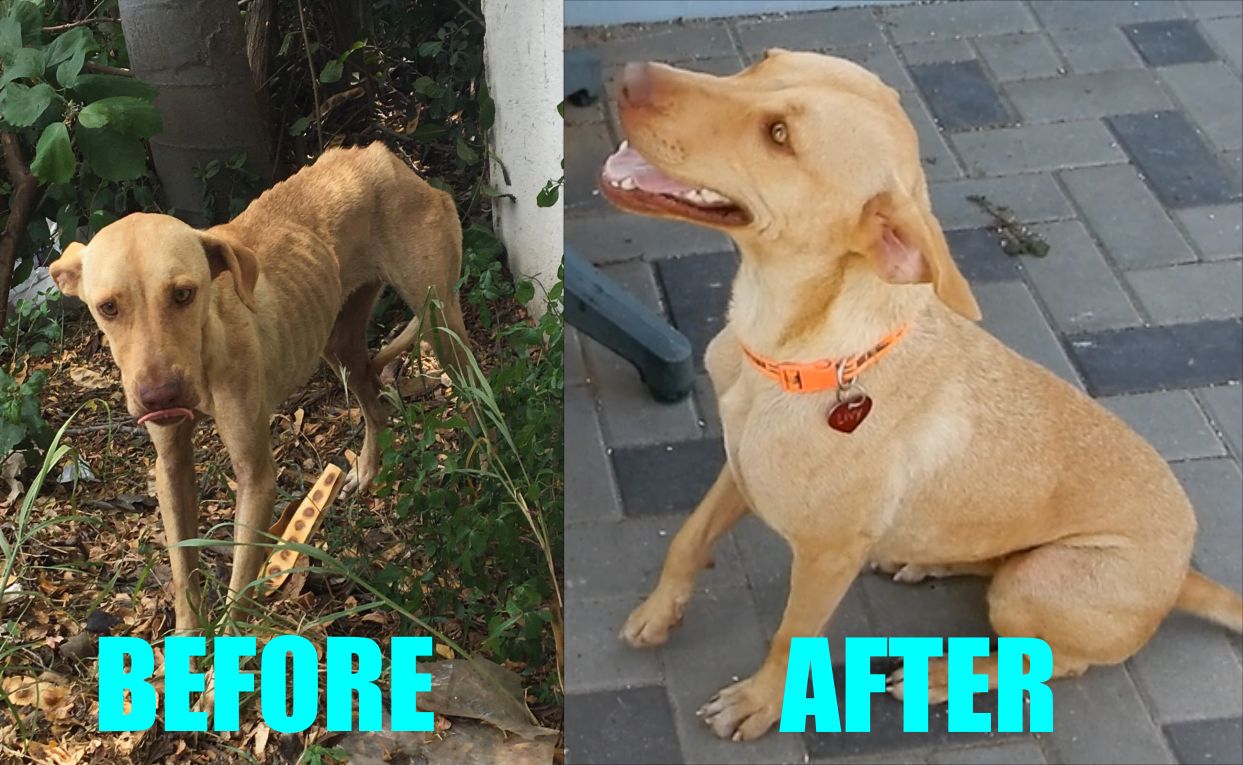Before & After Rescue | Scrolller