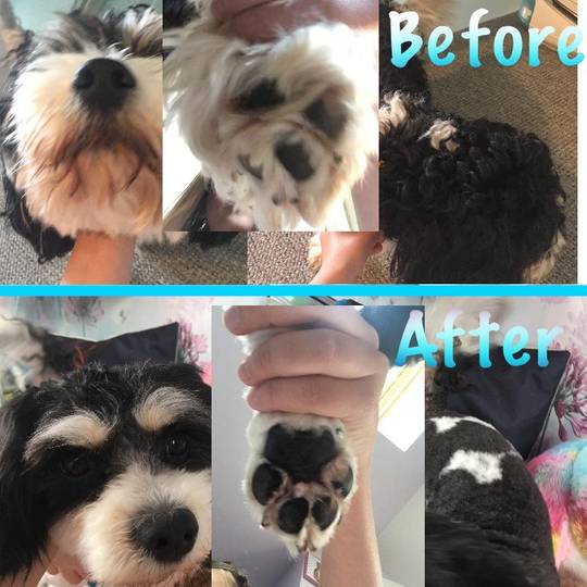 Before and after grooming :) | Scrolller