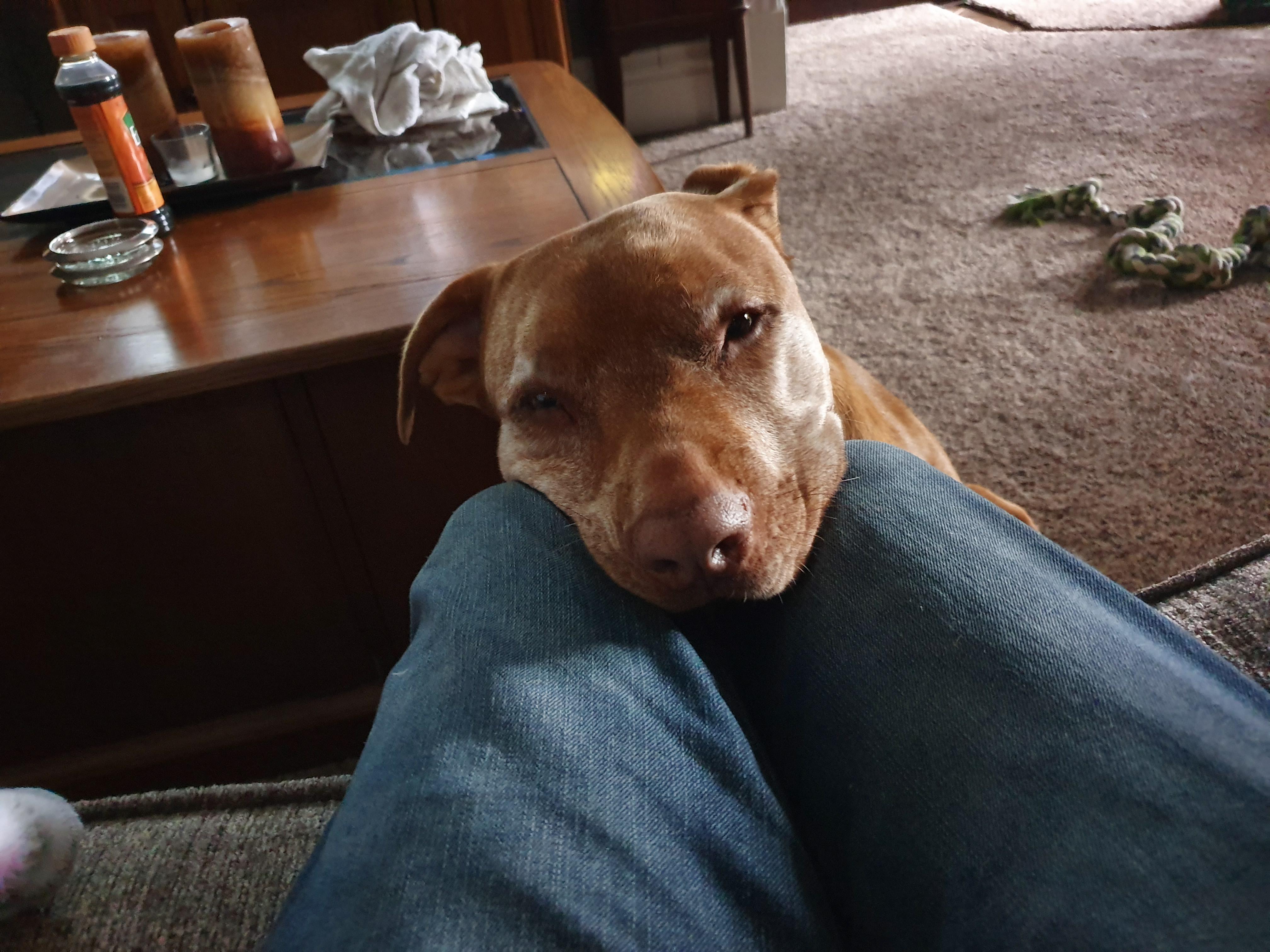 Begging doggo is cute | Scrolller