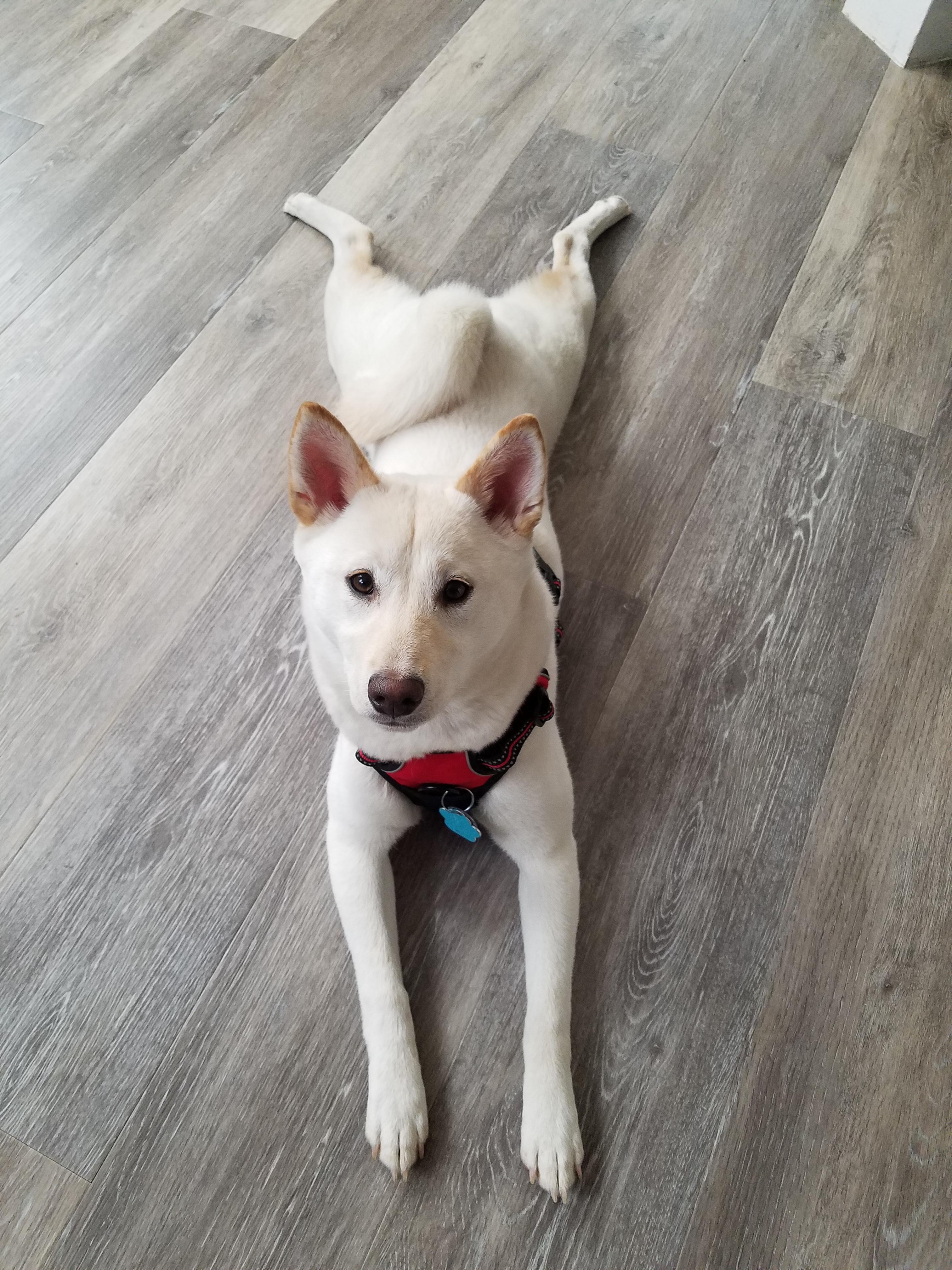 Begging for food sploot | Scrolller