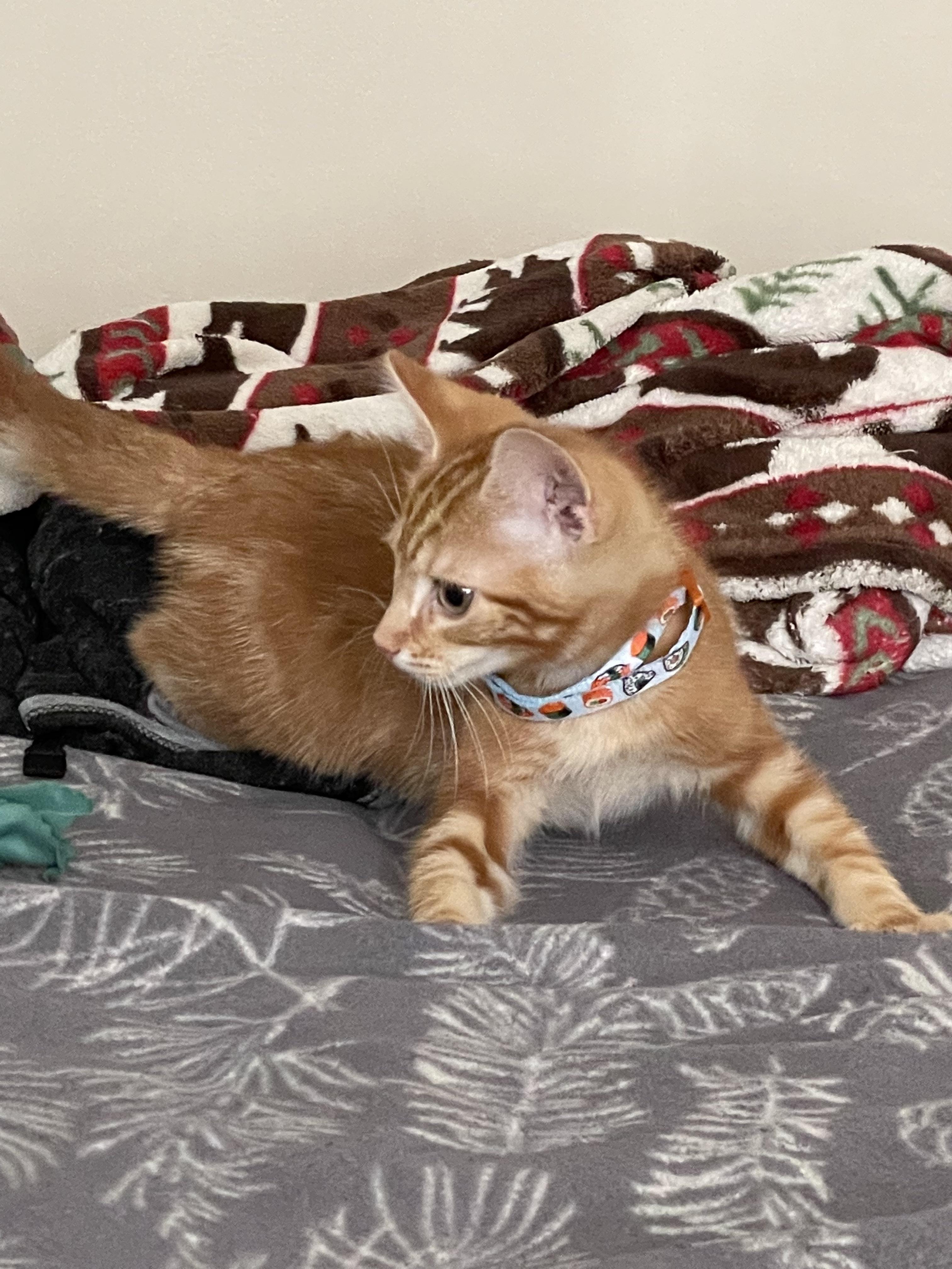 Behold my new son, Peanut | Scrolller