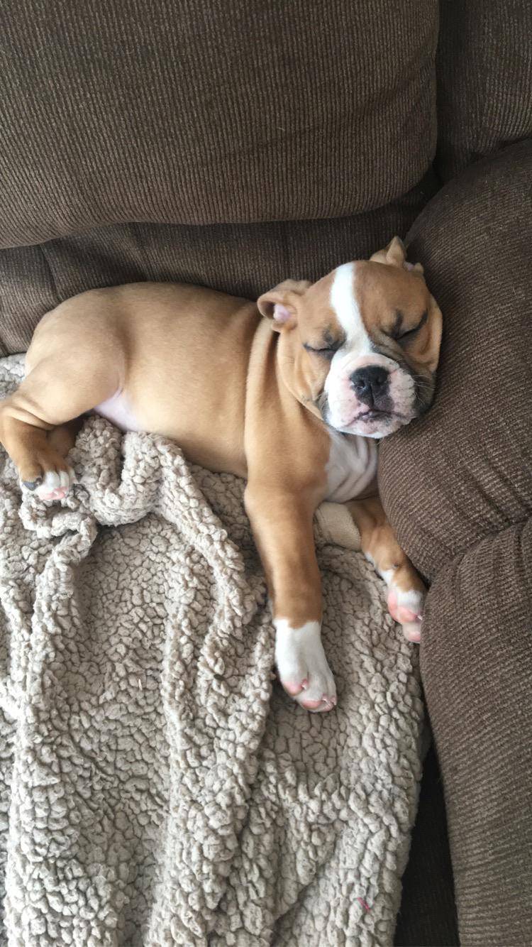 Behold: the almighty Chunk | Scrolller