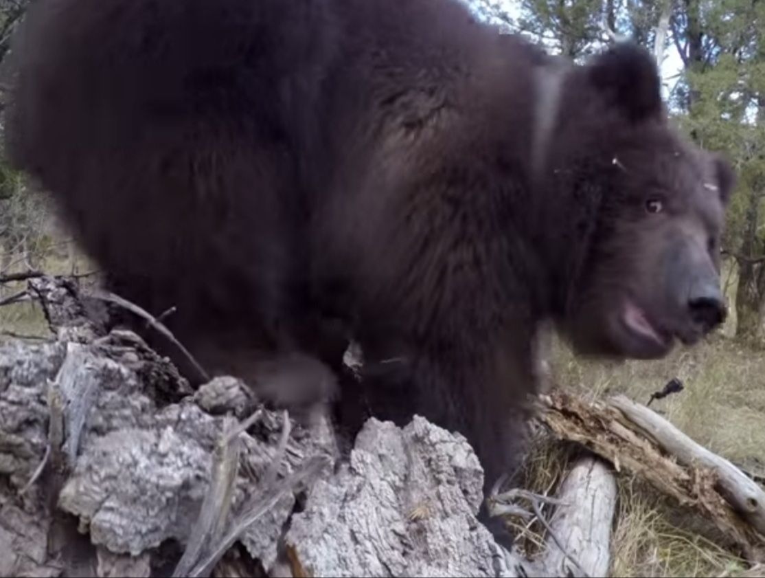 Bella the orphaned Alaskan grizzly cub | Scrolller