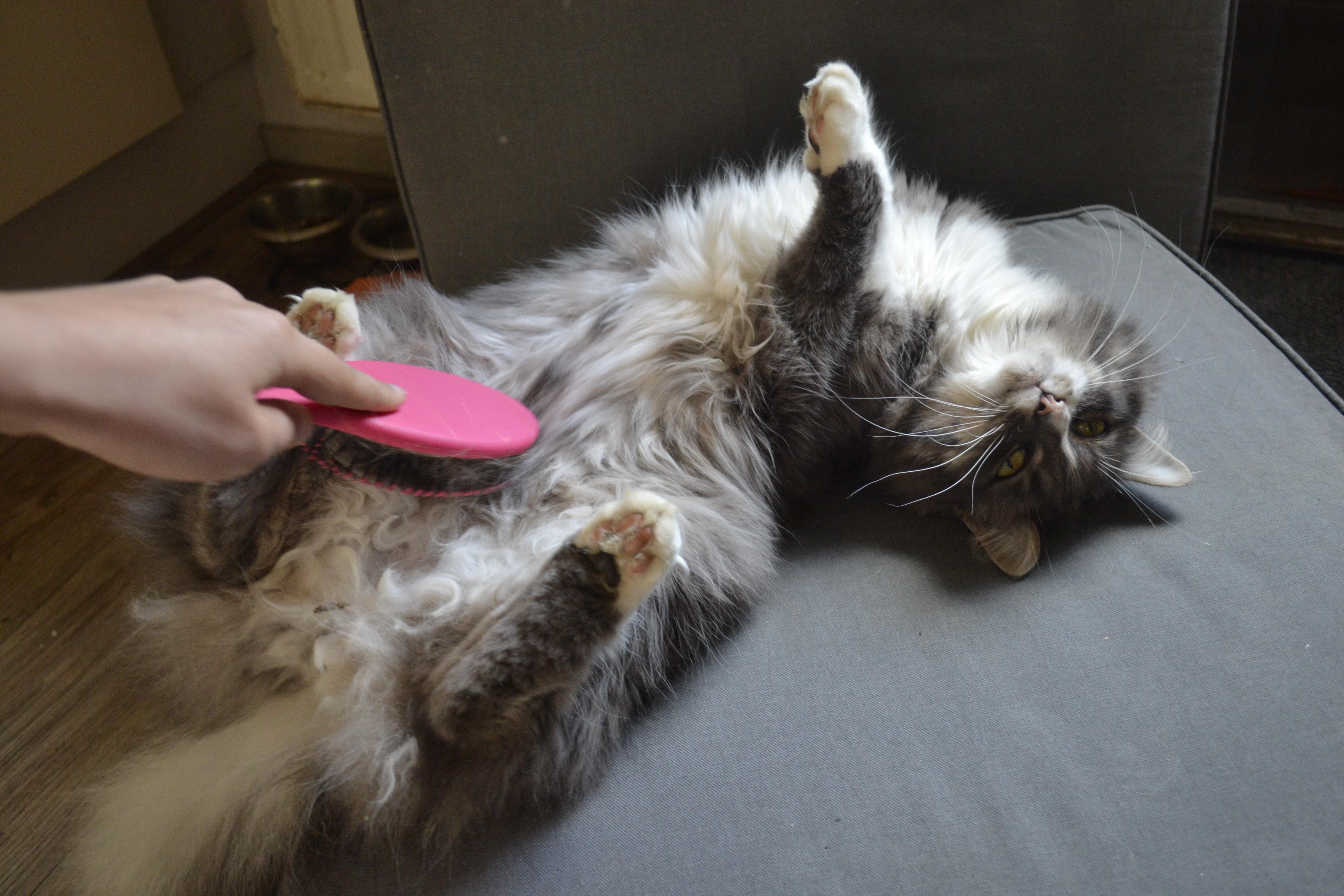 belly brush | Scrolller