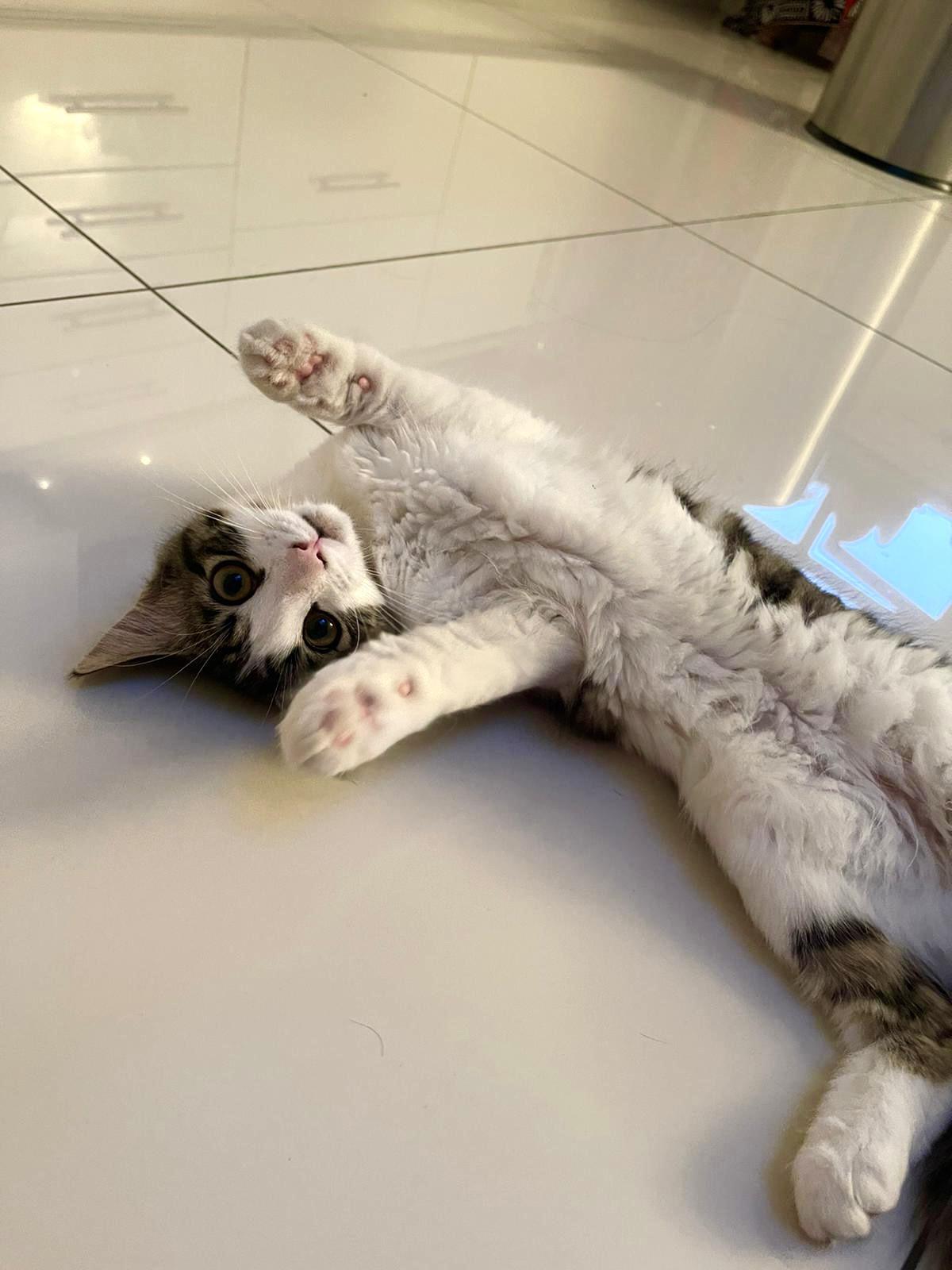 Belly Rubs Please Scrolller