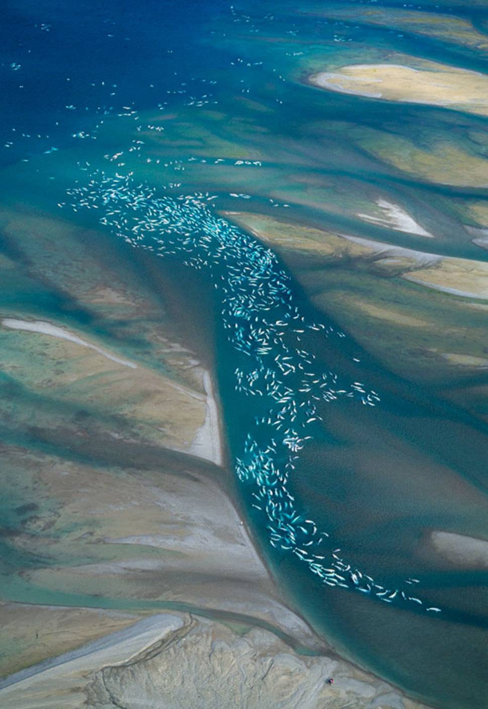🔥 beluga whale migration🔥 | Scrolller
