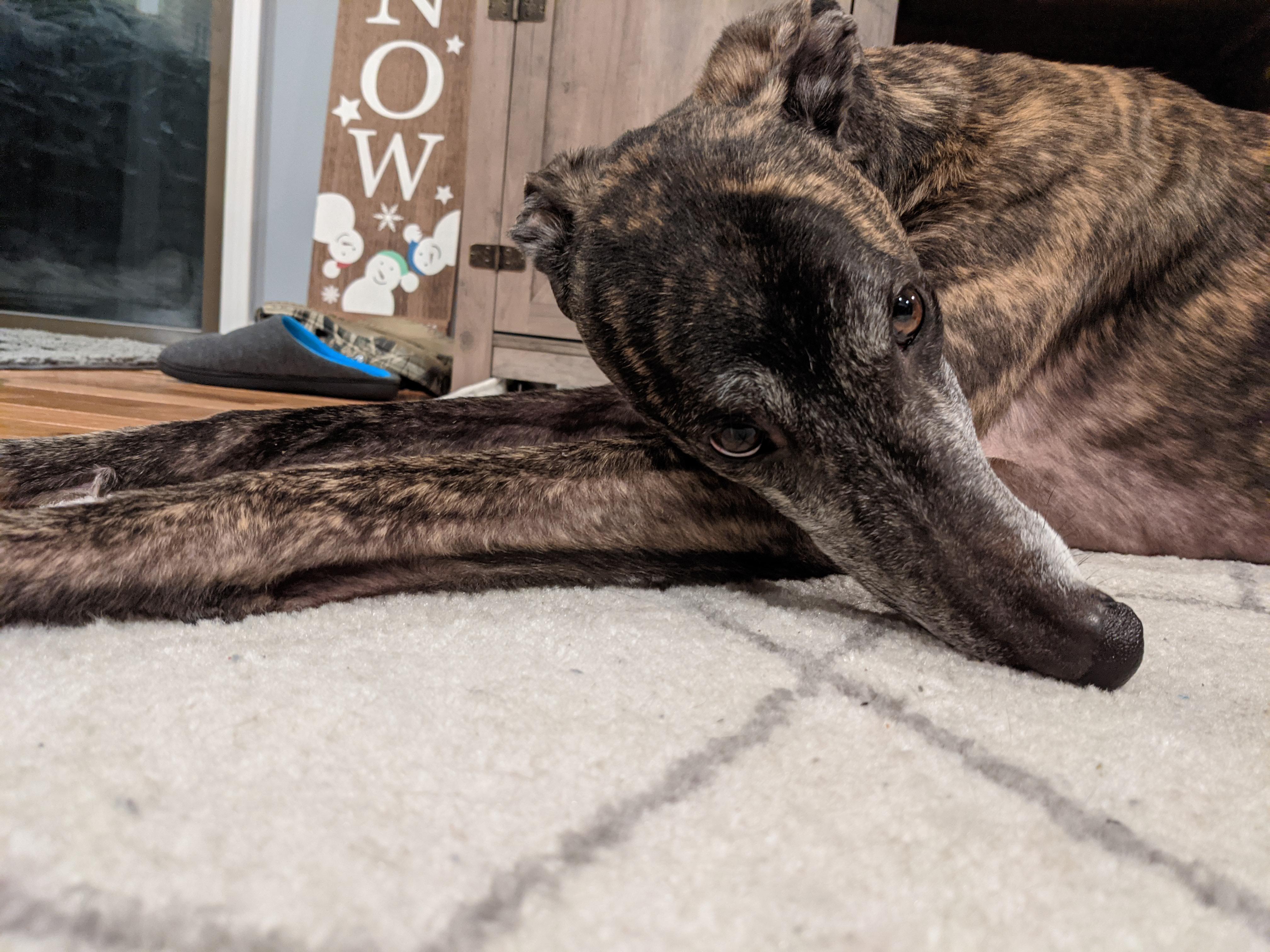 Bendy Snoot | Scrolller