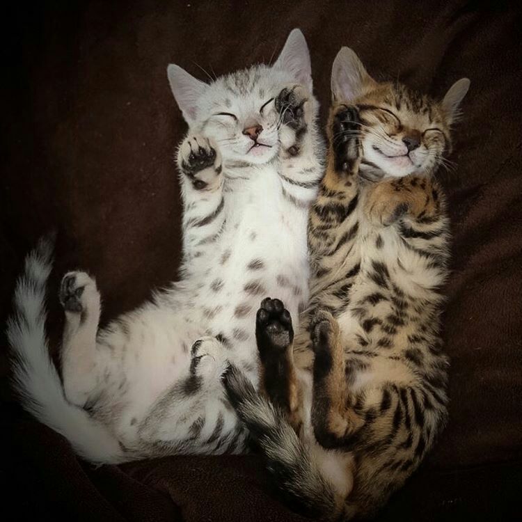 Bengal kittens | Scrolller
