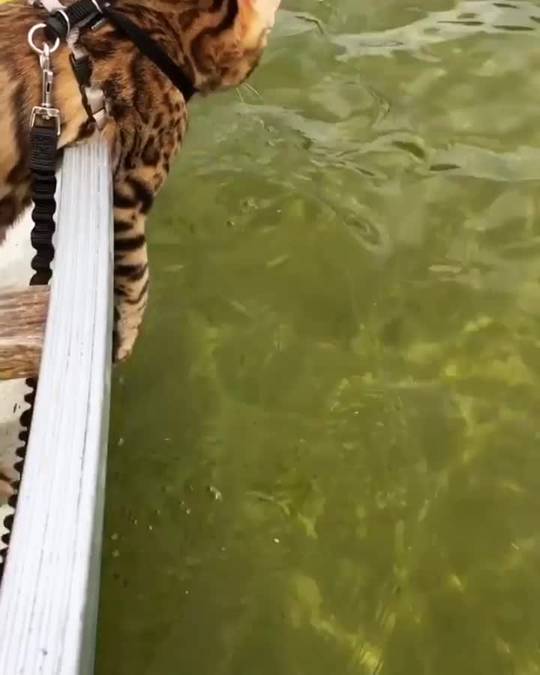 Bengal kitty wants to catch some fish | Scrolller