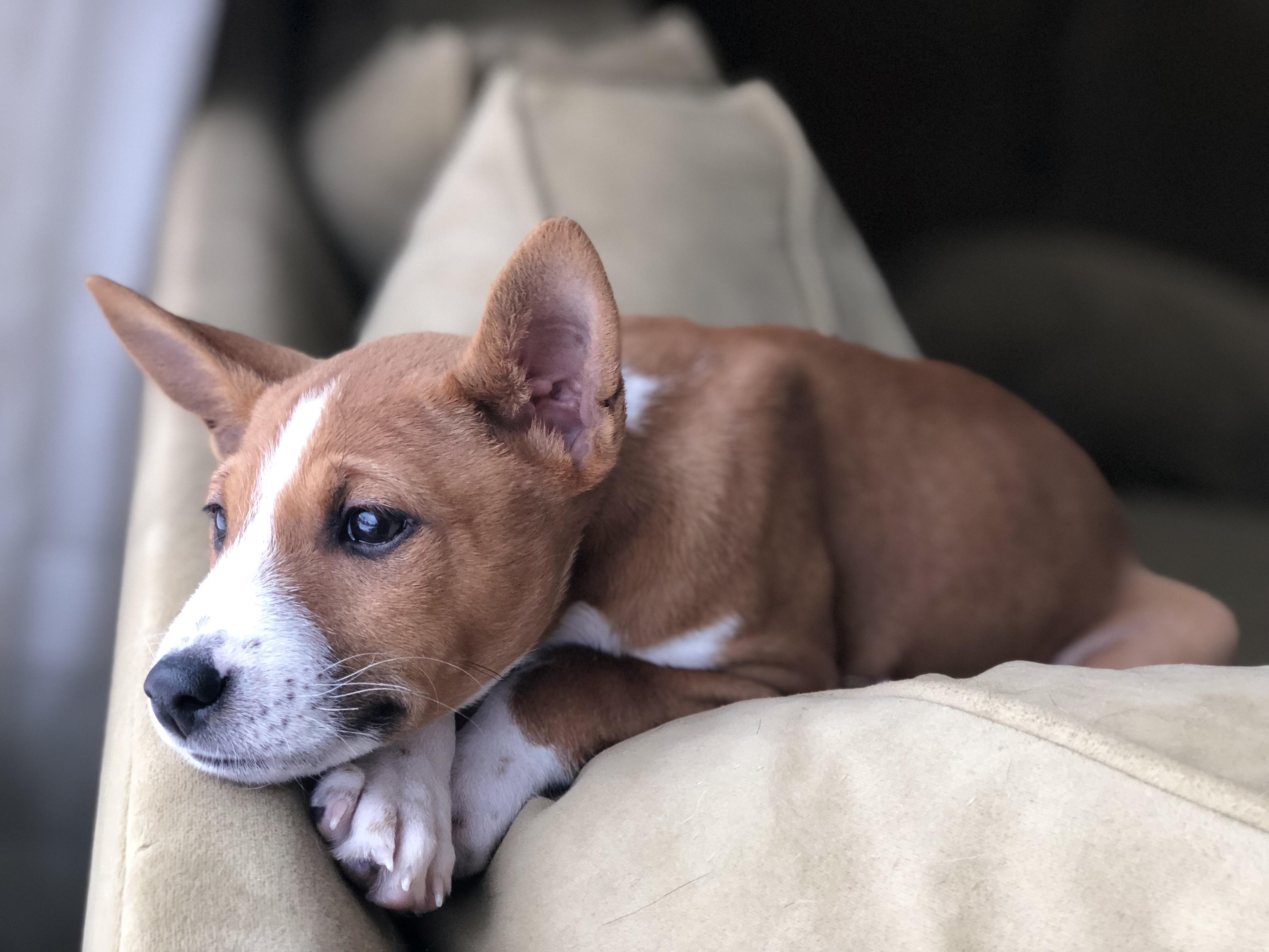 Benji the basenji :] | Scrolller