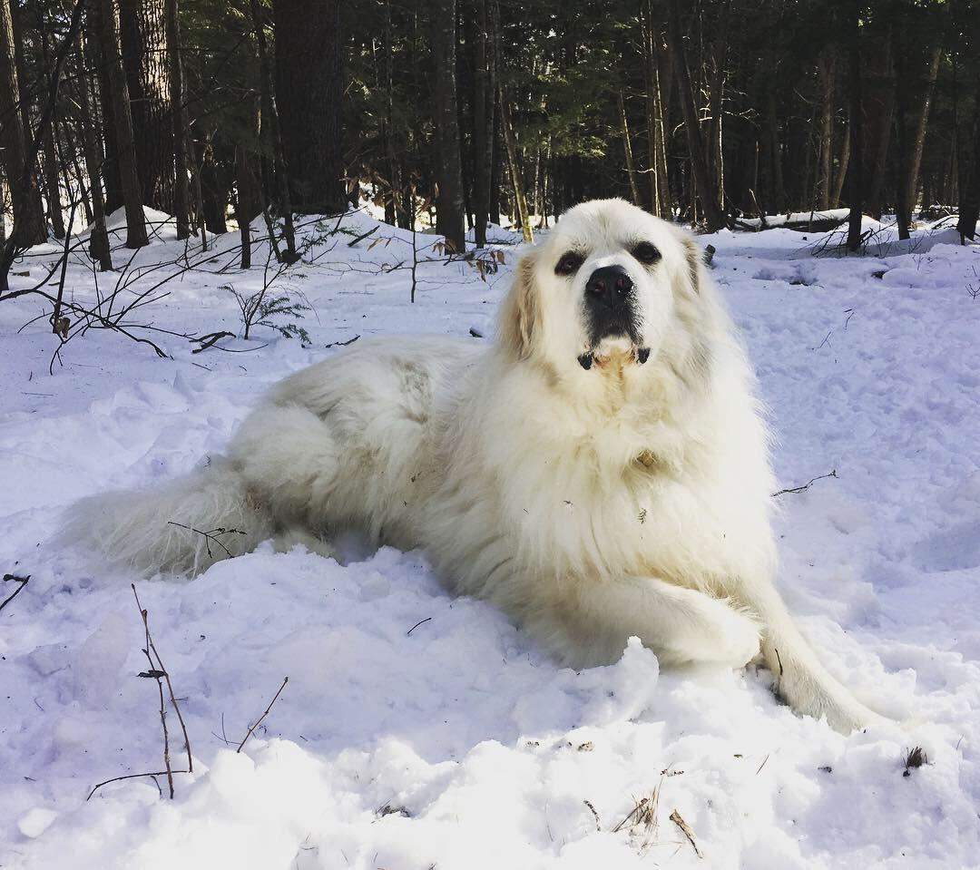 Bentley the Mighty Floof in his natural habitat | Scrolller