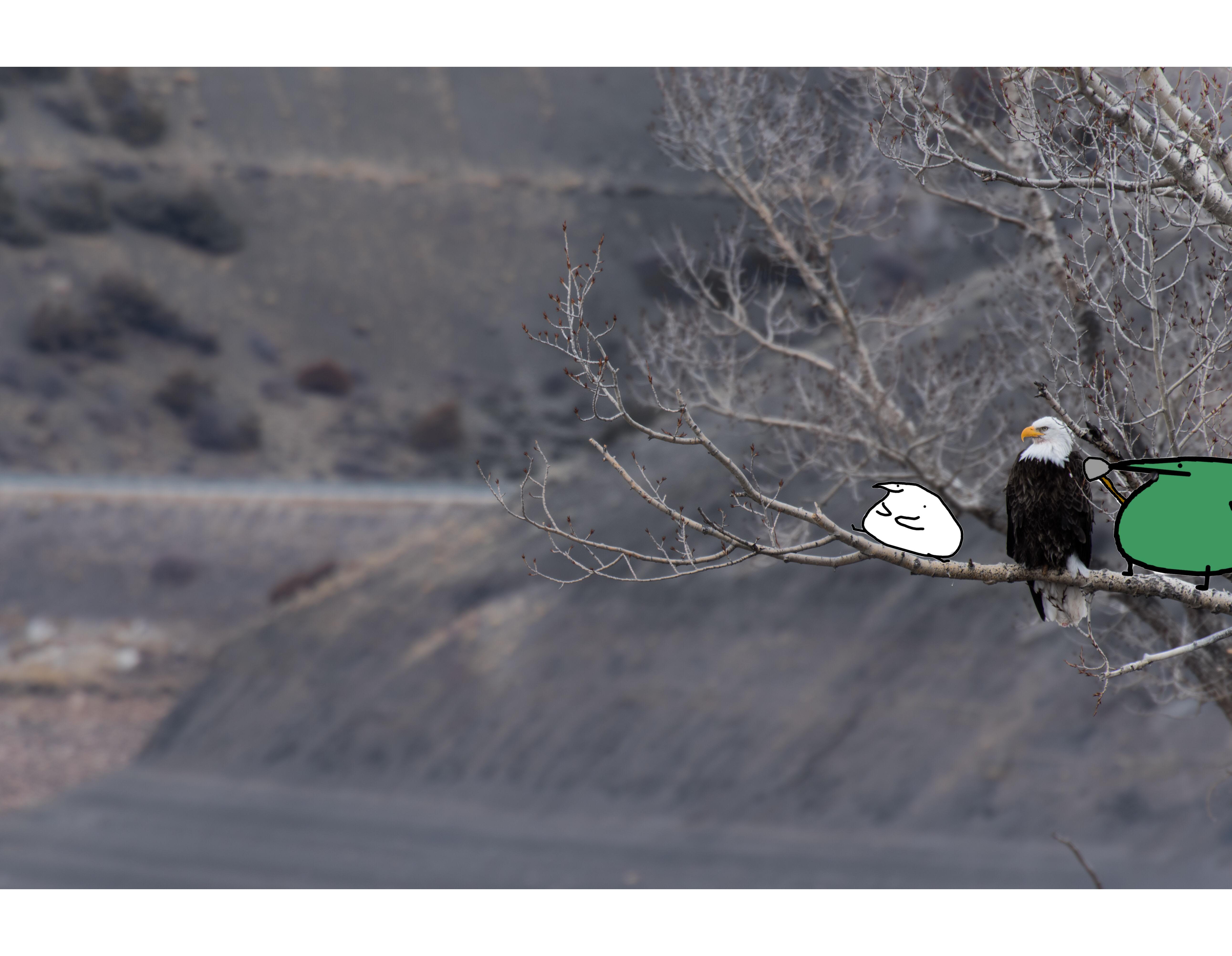 Berd with friends | Scrolller