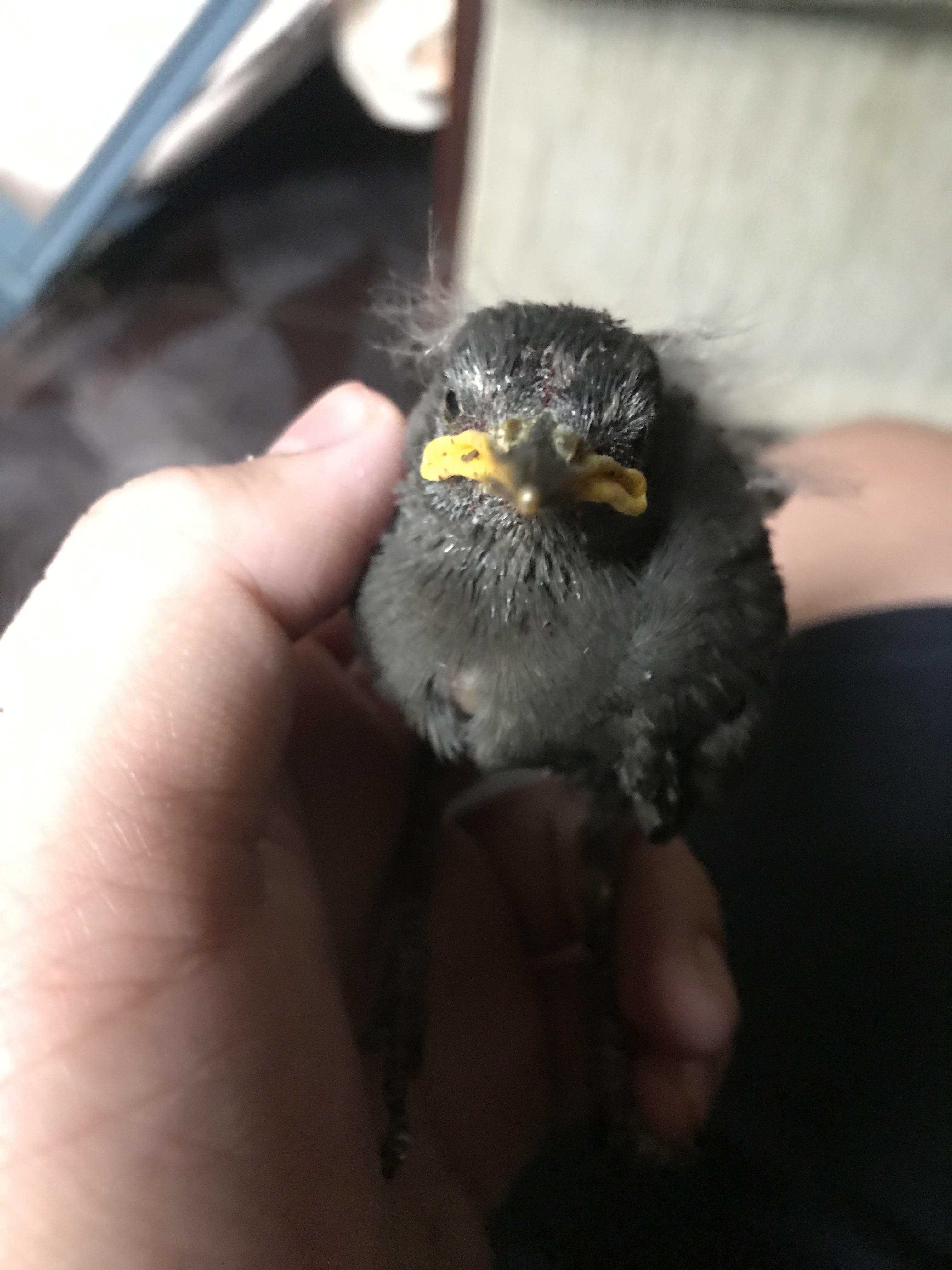 Discover more like Birb: Bernie sander birb and Related Content | Scrolller