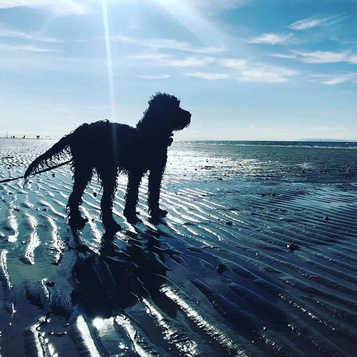 Bertie’s first beach trip. I think he enjoyed it. | Scrolller