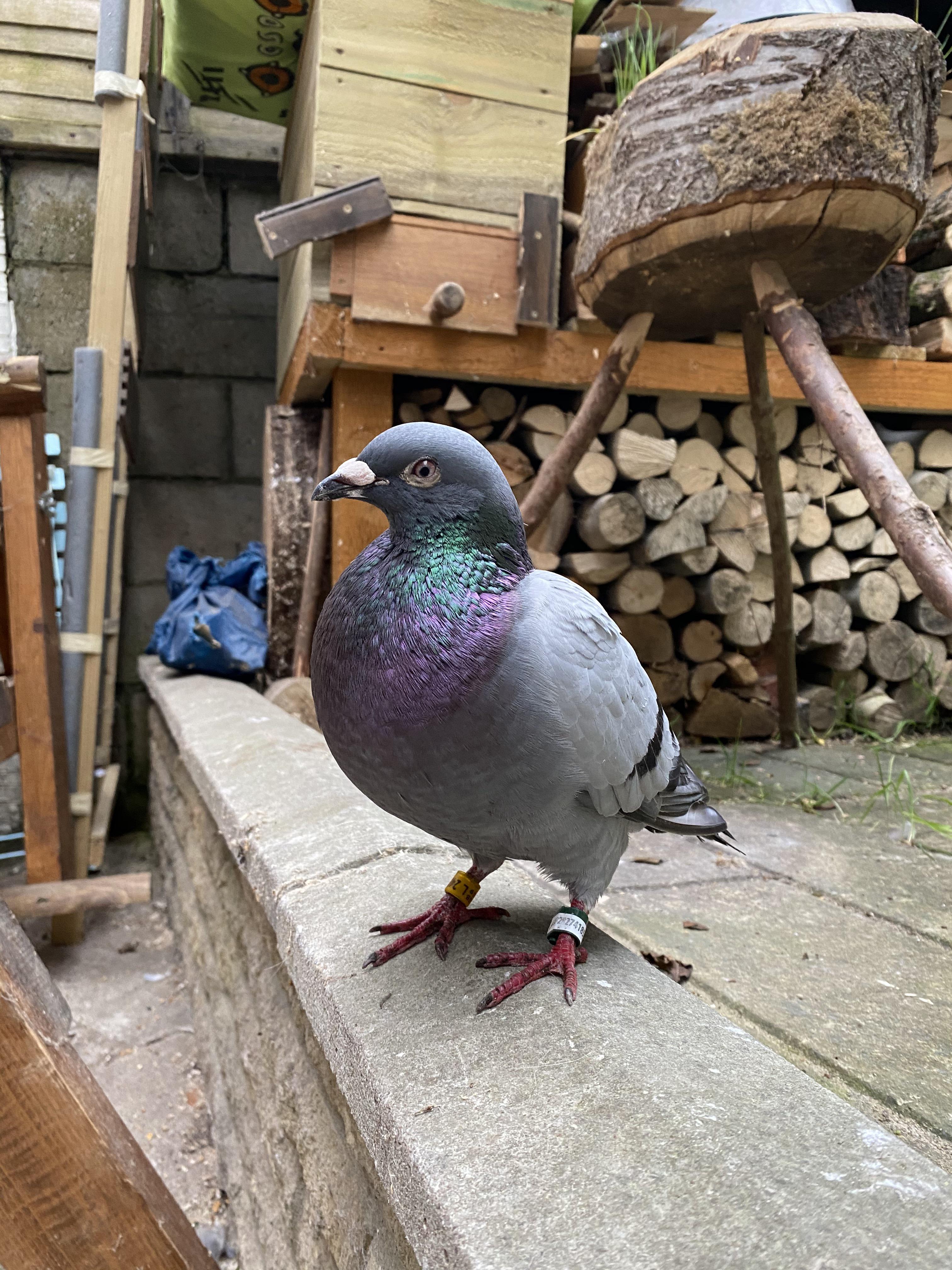 Beryl the Pigeon - Advice | Scrolller