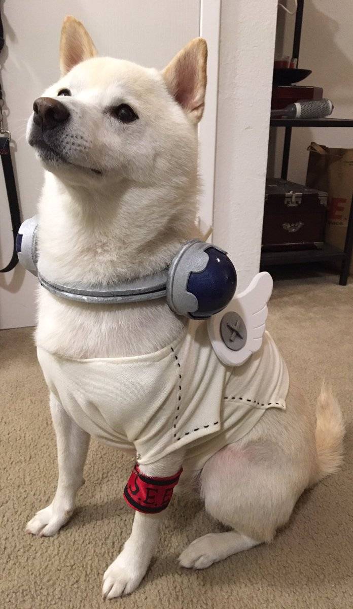 Best Boi | Scrolller