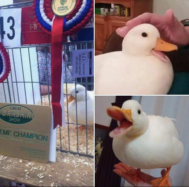 Best boi | Scrolller