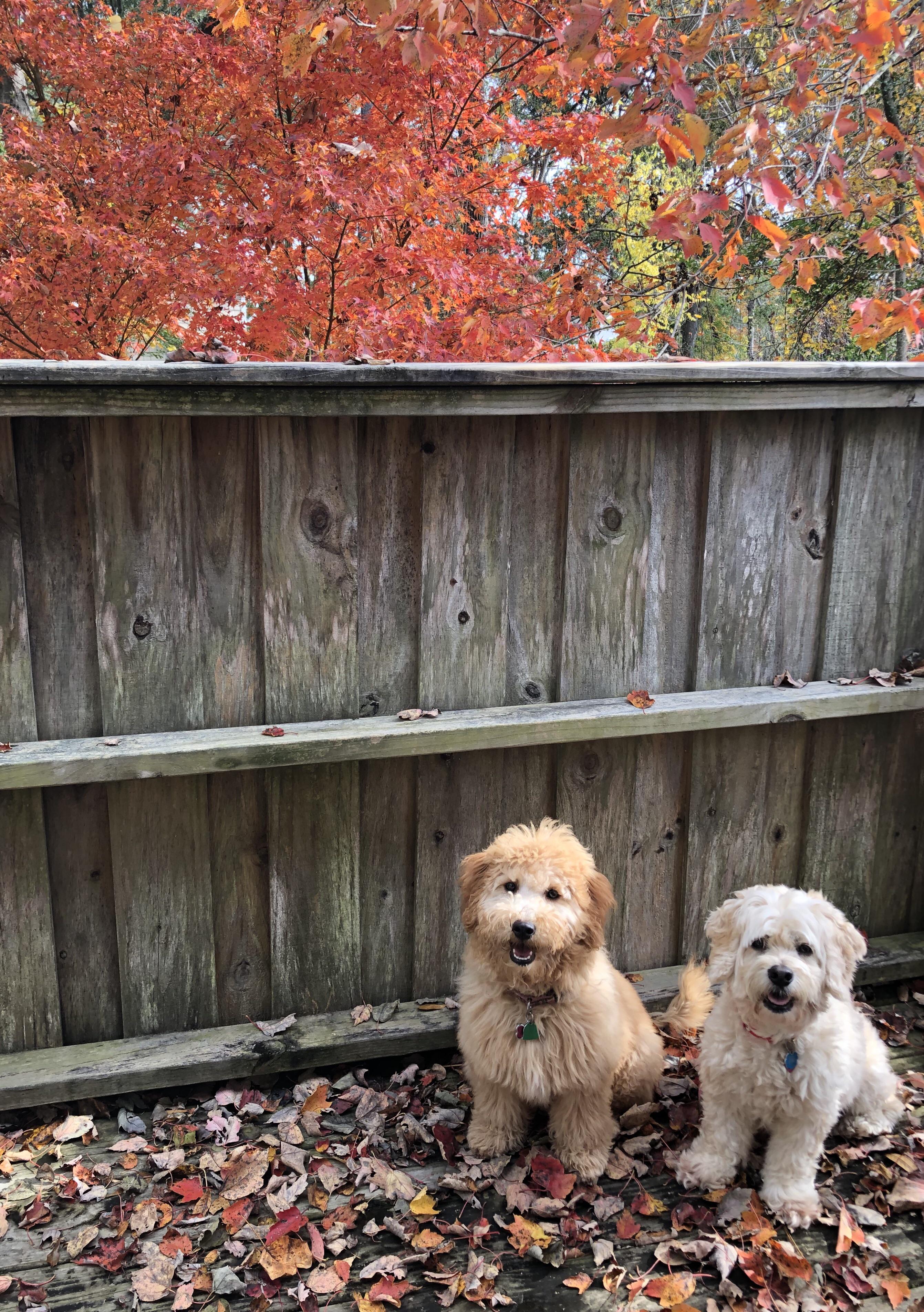 Best buds! A cockapoo and Goldendoodle | Scrolller