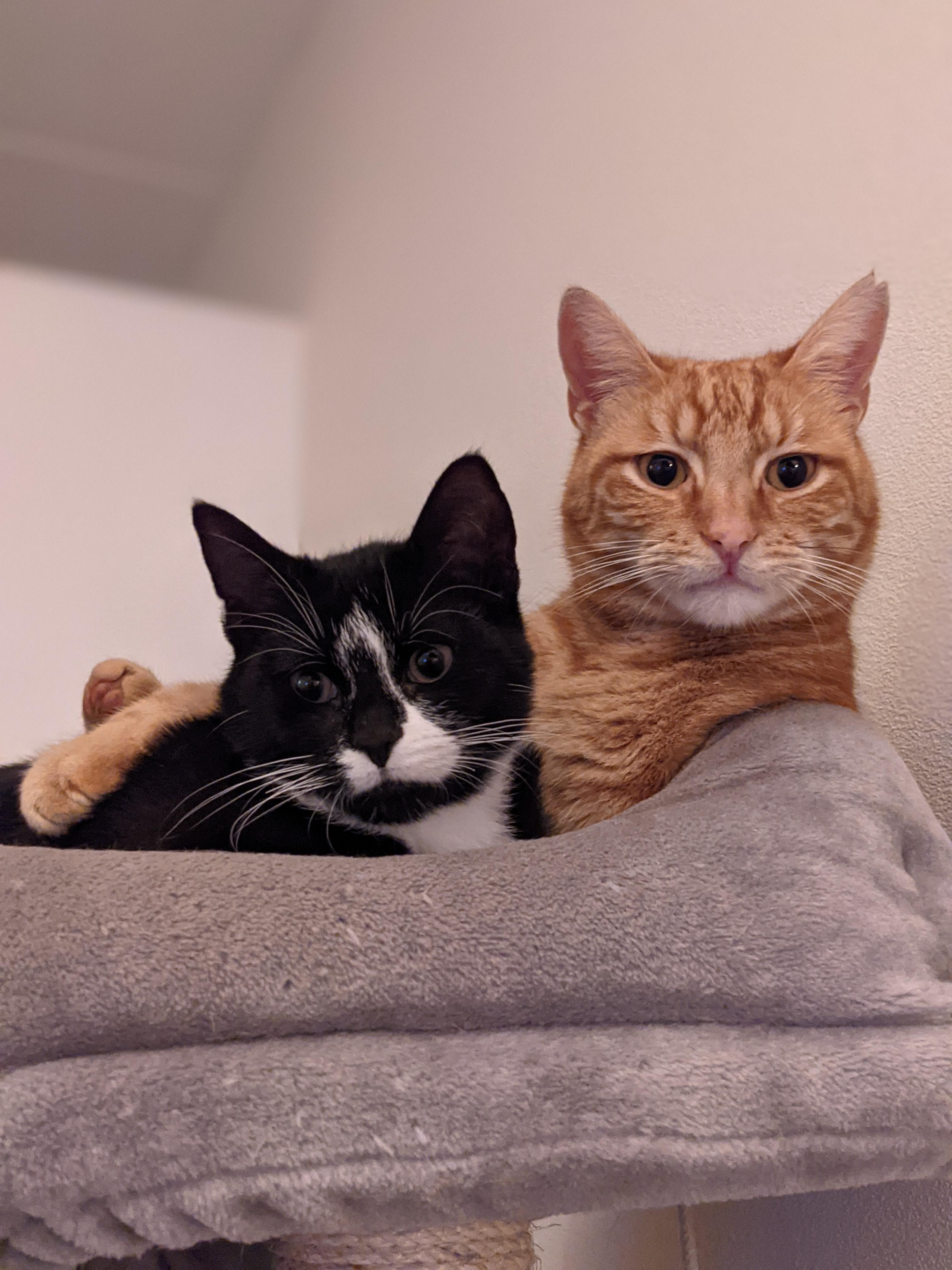 Best friends | Scrolller