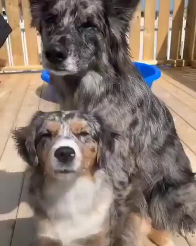 Best Friends Forever | Scrolller