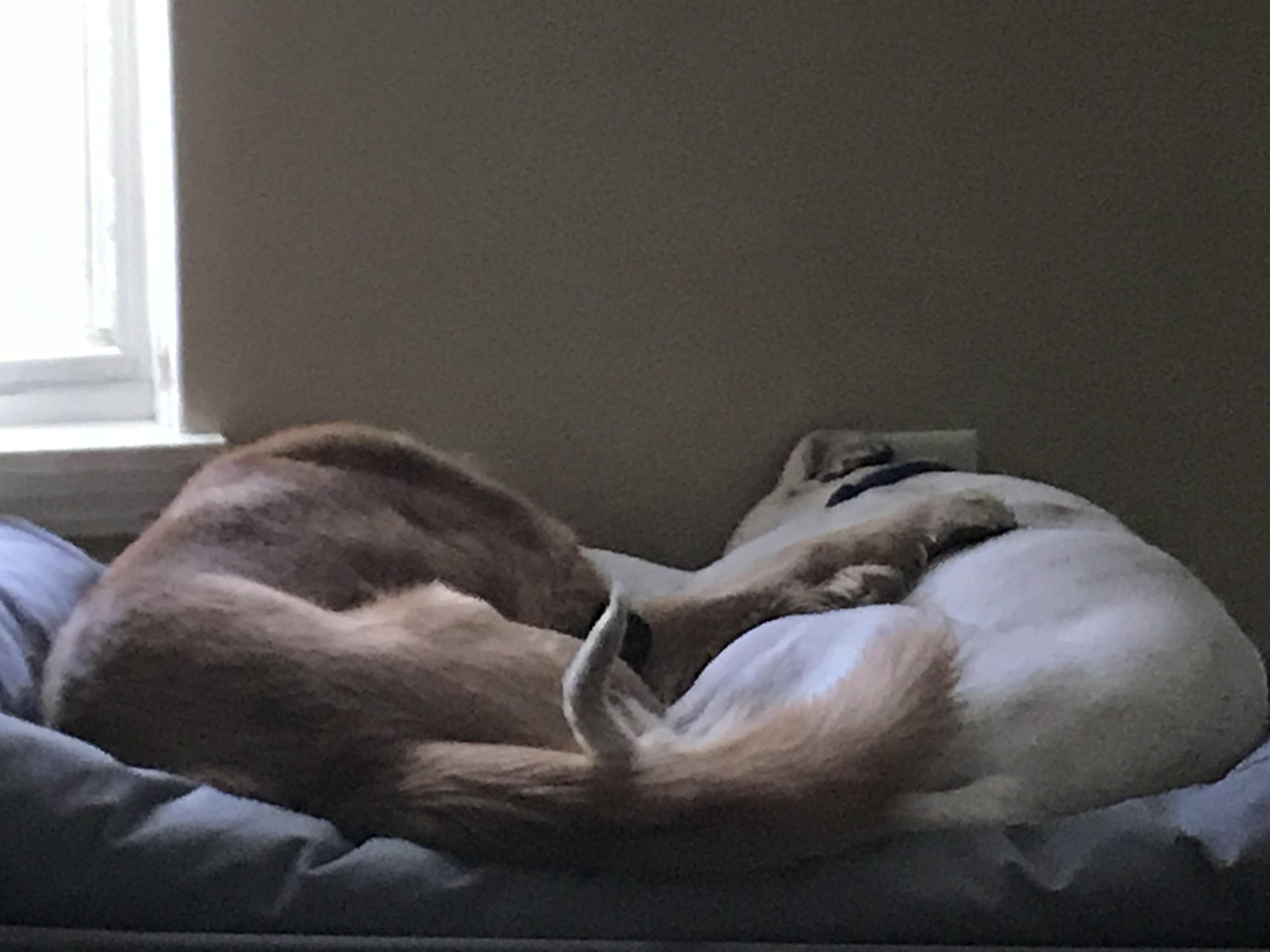 bffs charles and samson | Scrolller