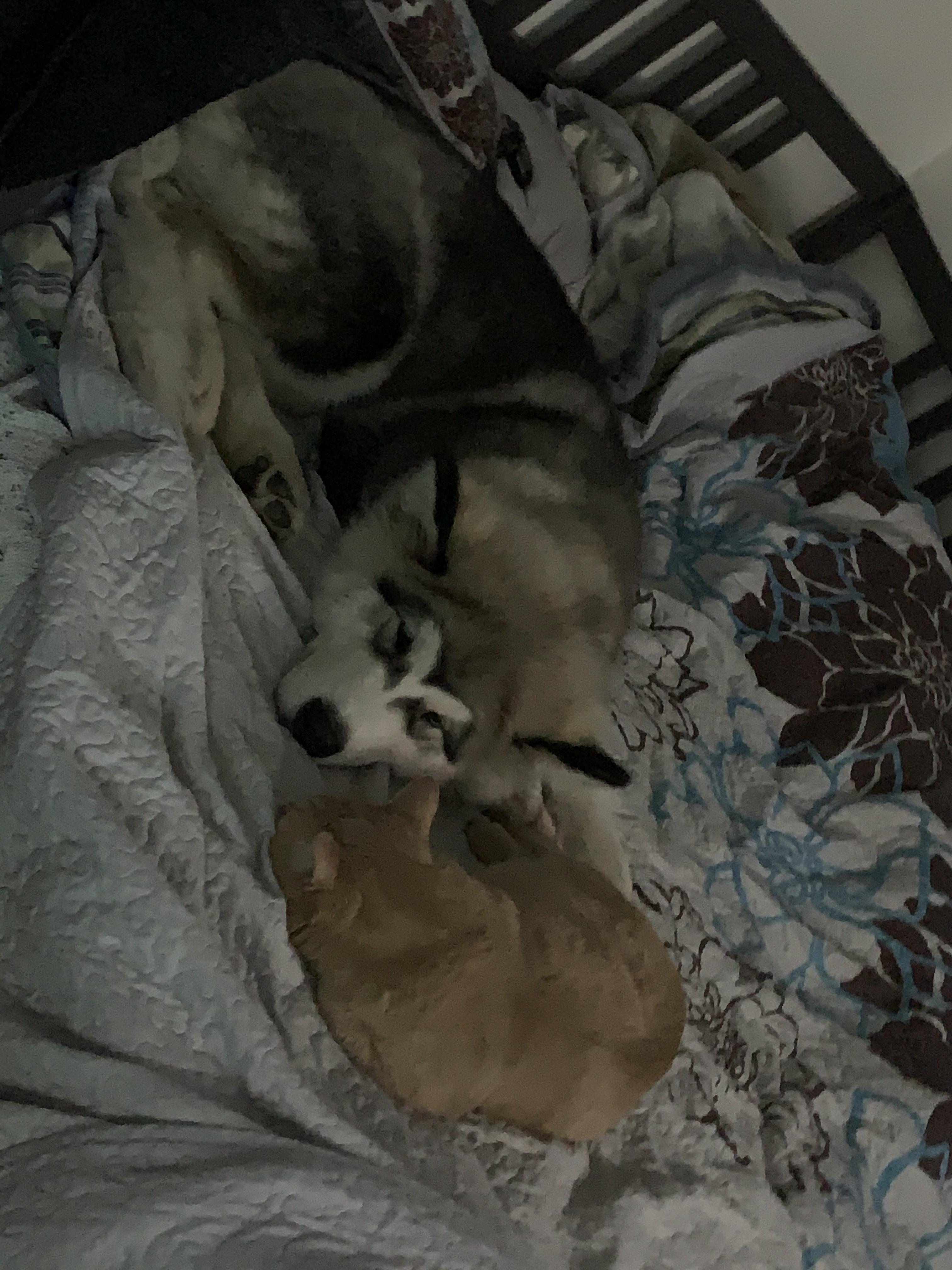 Big brother (cat) and little brother (doggo) . Both my boys sleeping with me last night. | Scrolller