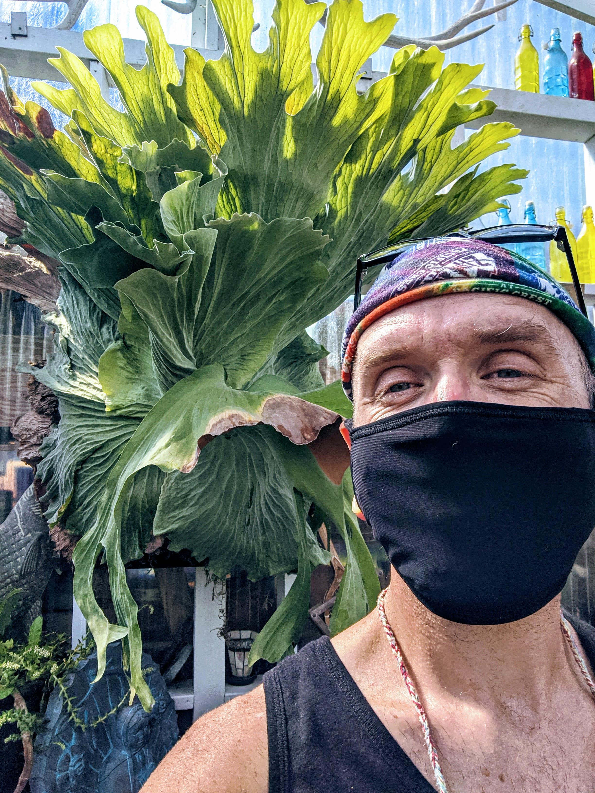 Big buddy staghorn fern | Scrolller