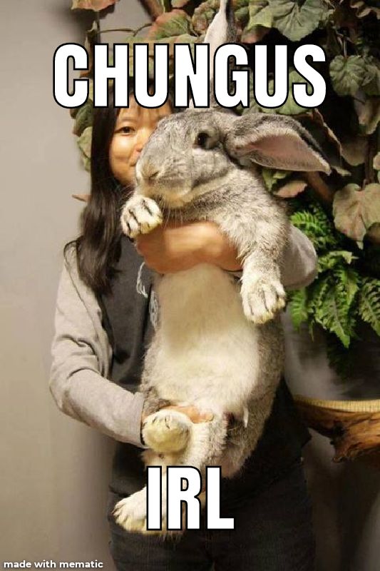 Big Chungus is real!!! 🥰🥰 | Scrolller