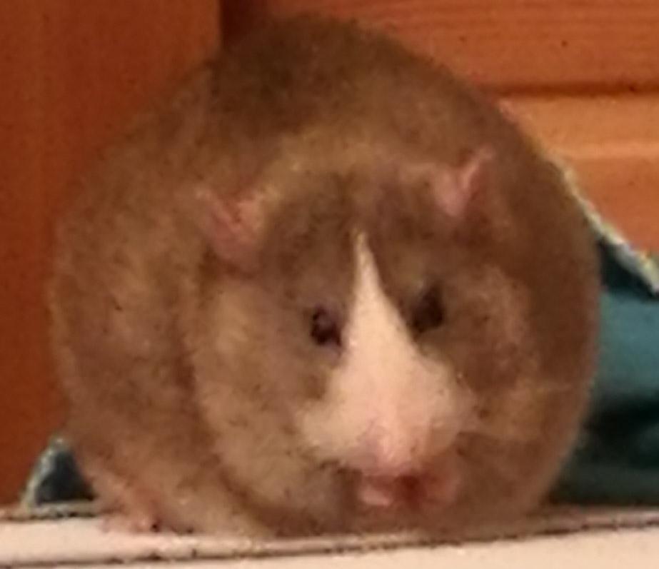 Big Chungus Rat | Scrolller