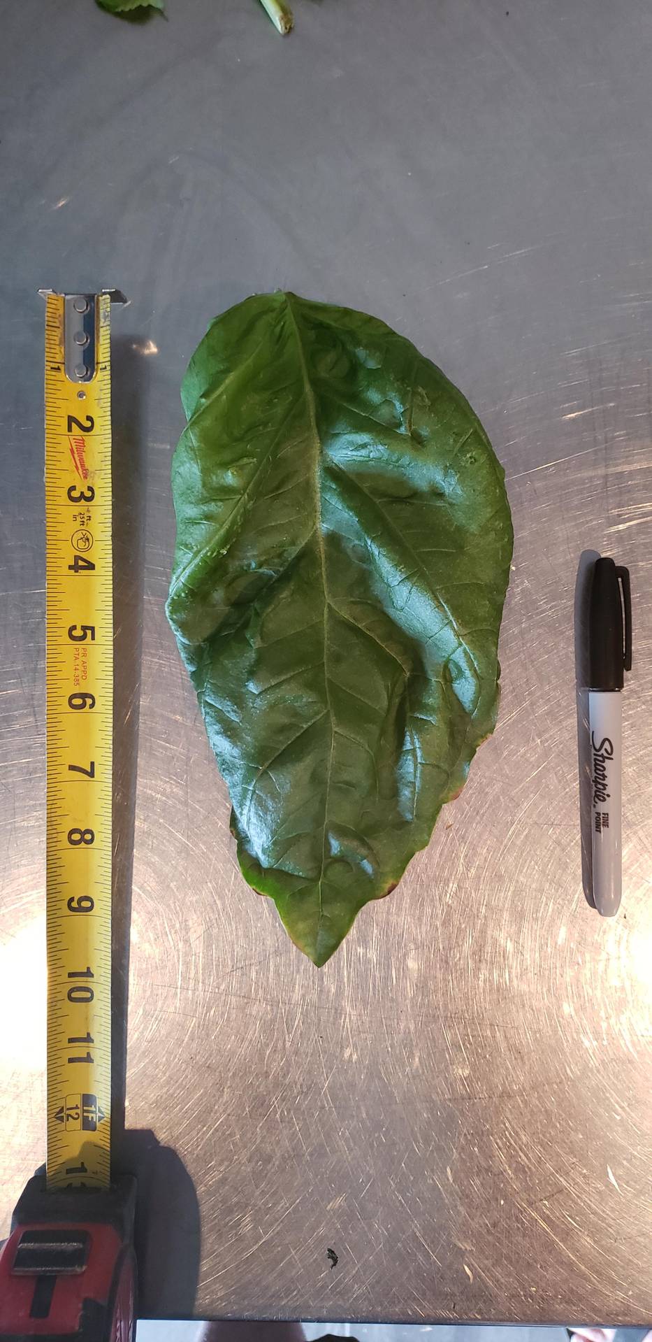Big enough for the big basil club? Genovese Basil | Scrolller