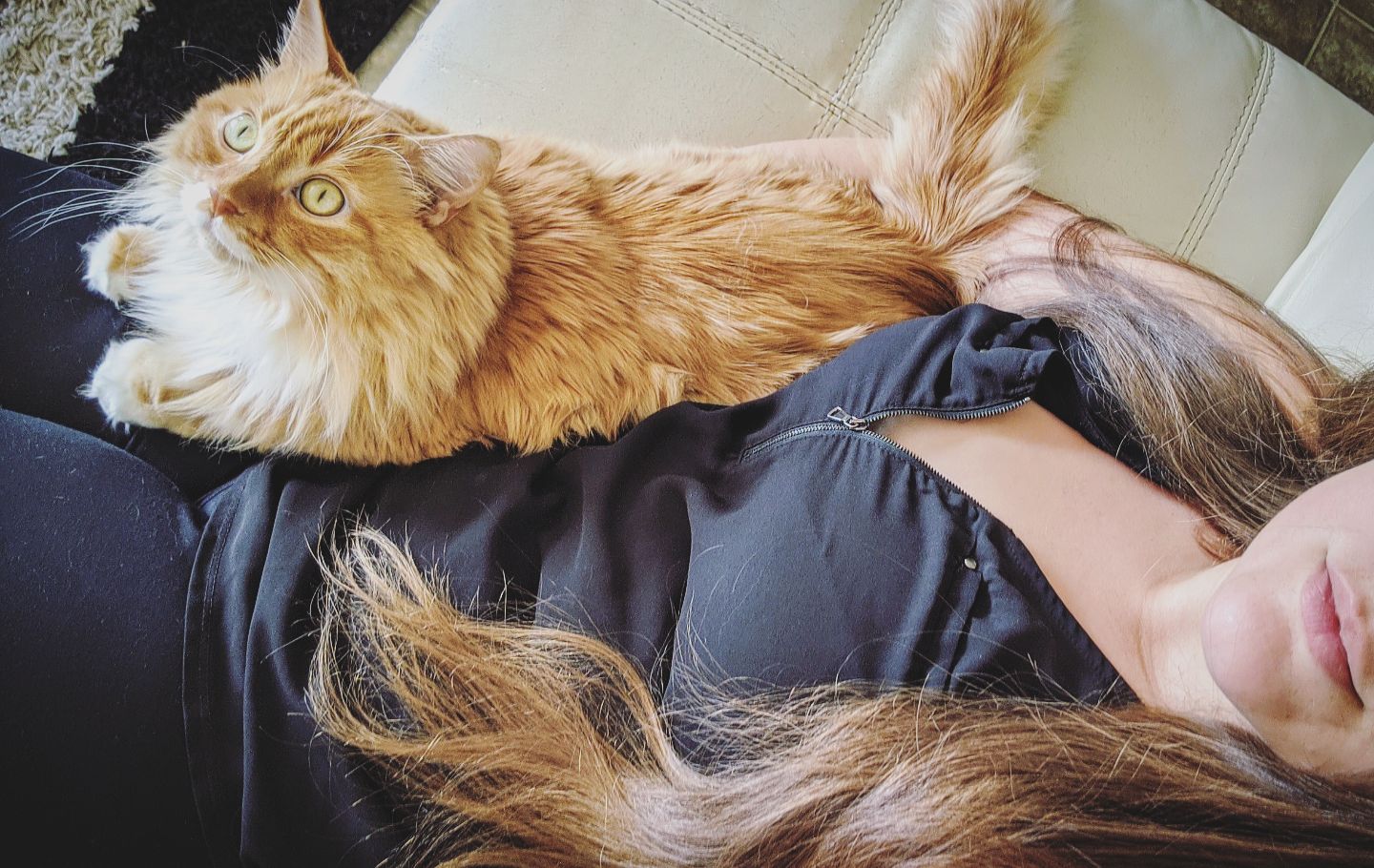 Big gingey fluffy cuddles before work! My fav ️ | Scrolller