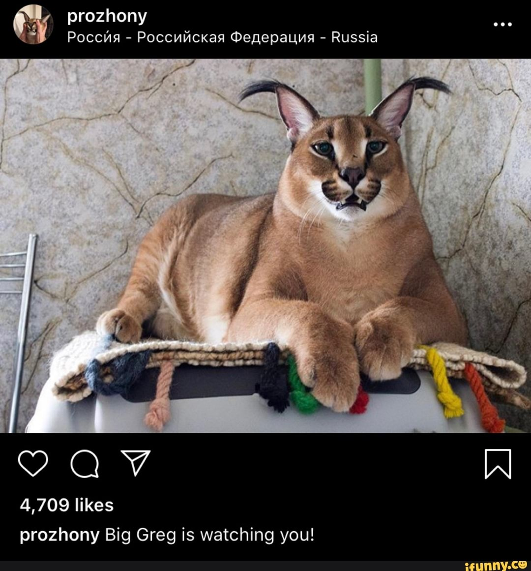 BIG GREG IS WATCHING YOU | Scrolller