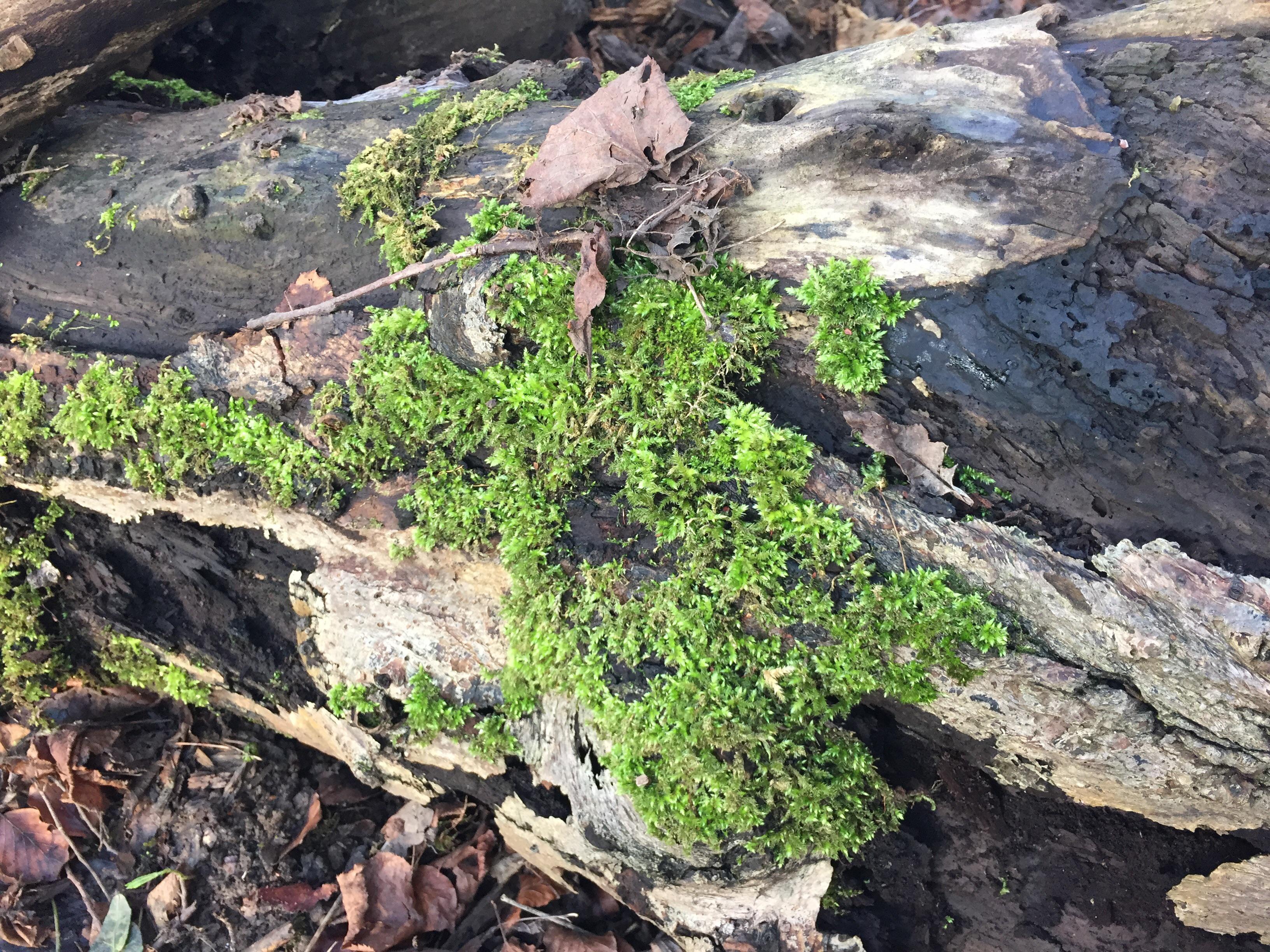 big log with moss | Scrolller