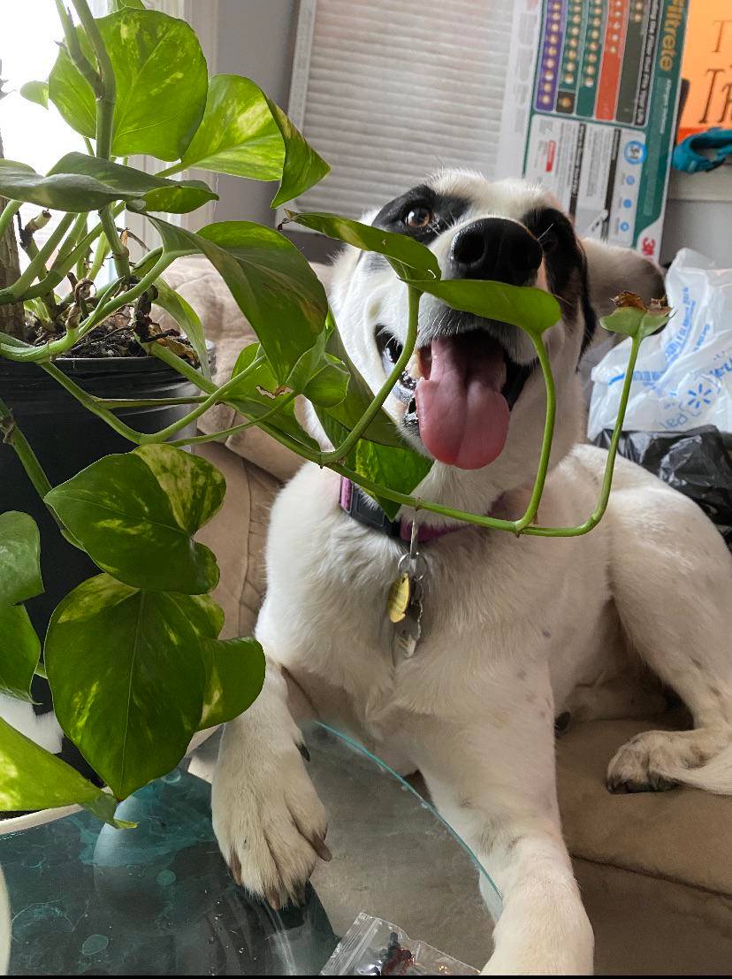 Big pupper caught mid smile! | Scrolller