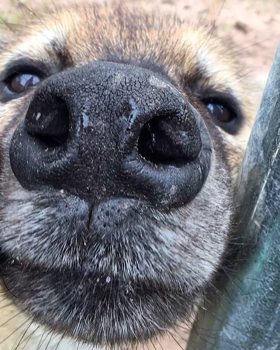 big snoot | Scrolller