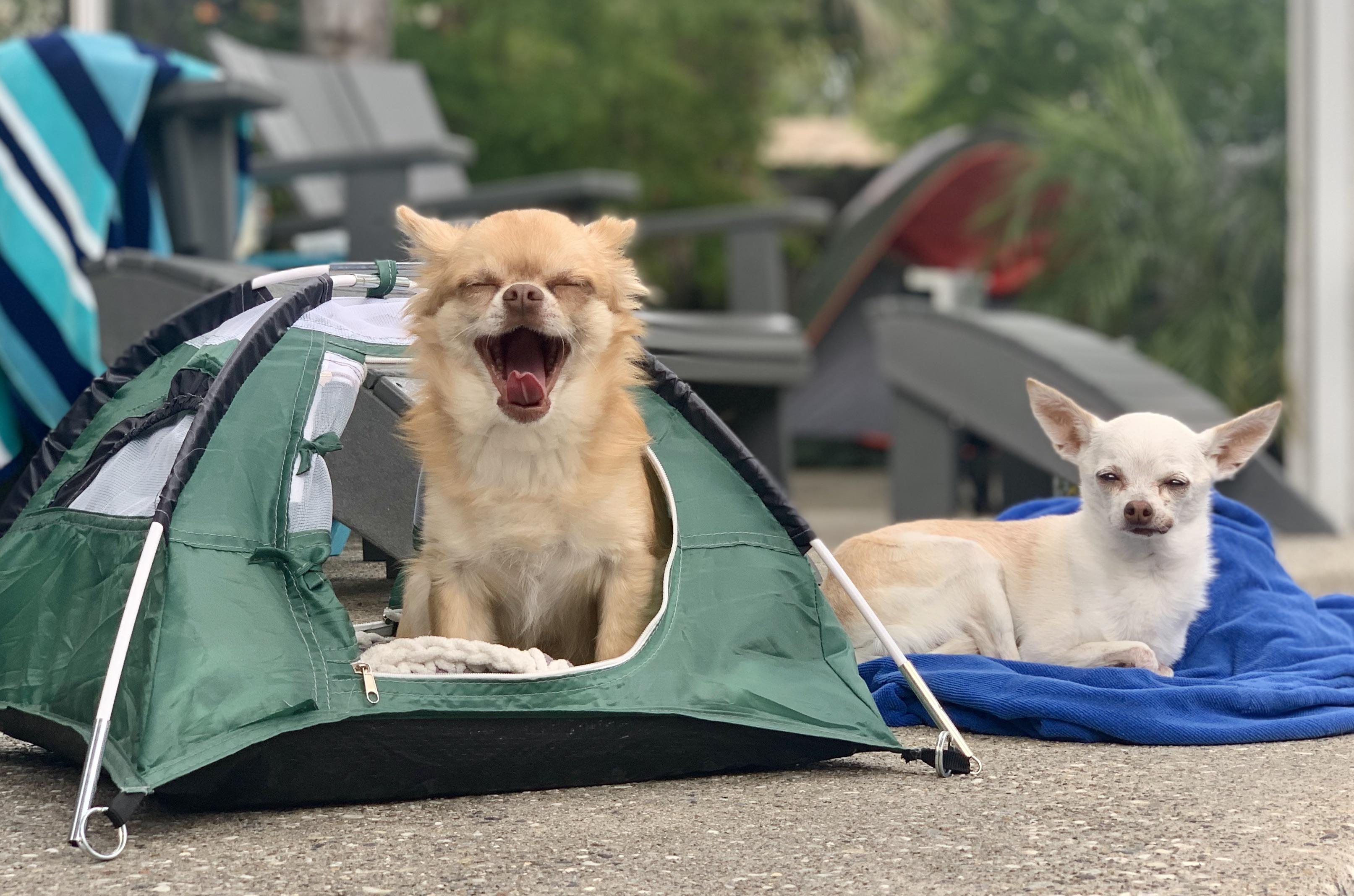 Big yawn | Scrolller