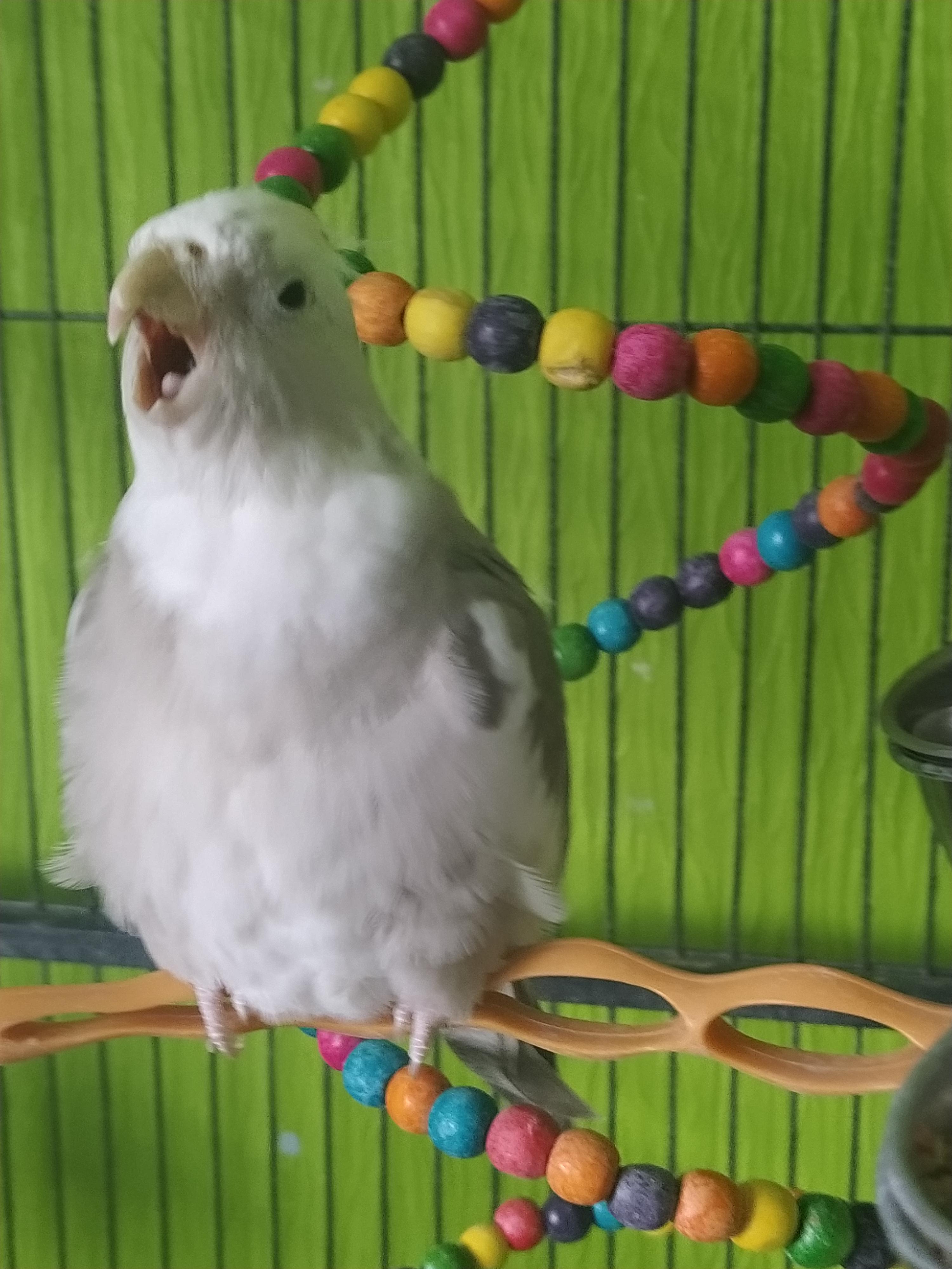 Big yawn from Boo the screm machine | Scrolller