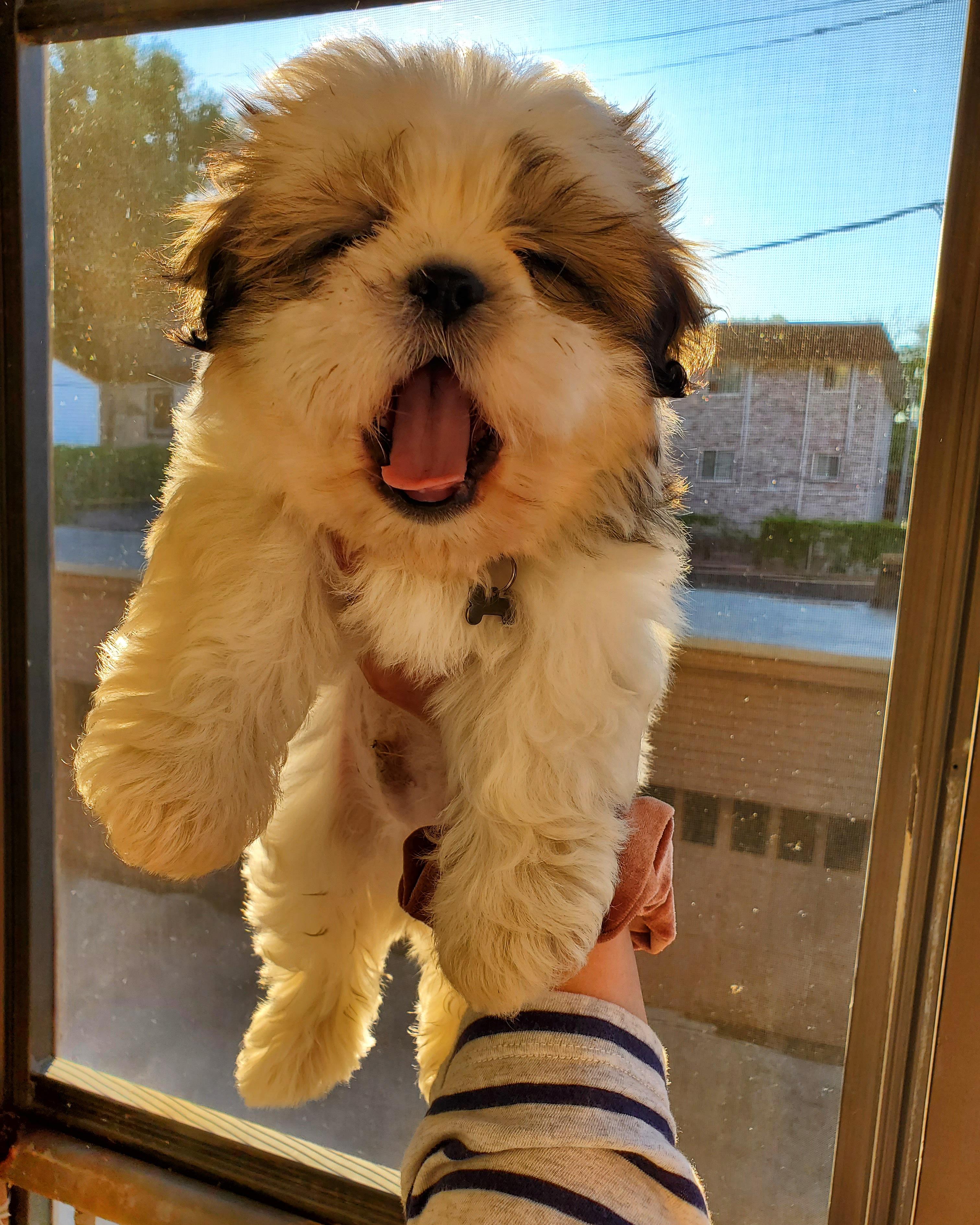 Big yawn | Scrolller