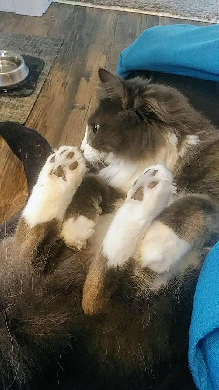 Bilbo showing off his beans | Scrolller