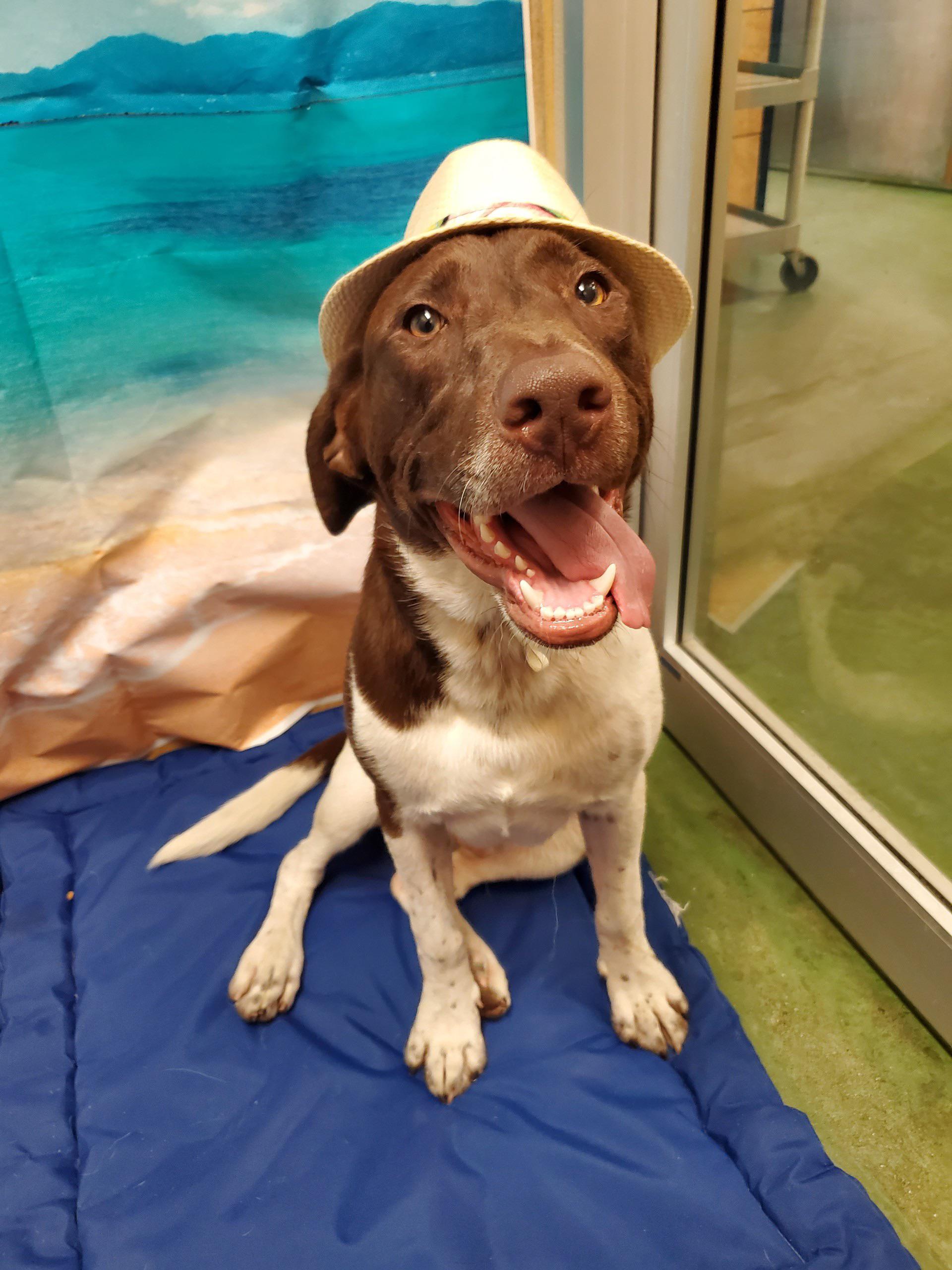 Billy is itching for a beach holiday | Scrolller